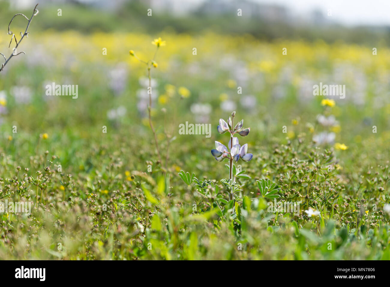 Irus argaman reserve hi-res stock photography and images - Alamy