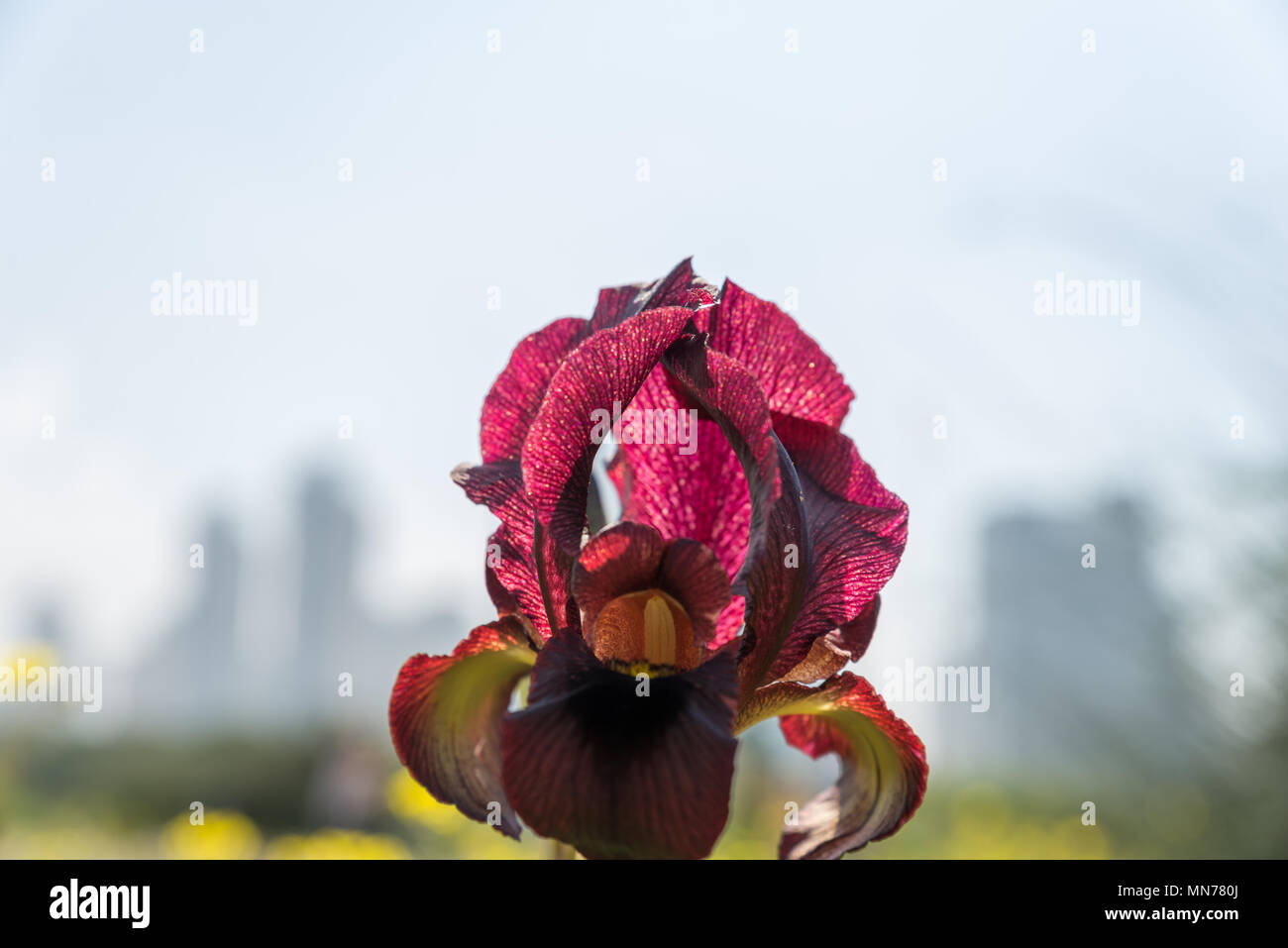 Irus Argaman Reserve in Netanya, Israel Stock Photo - Alamy