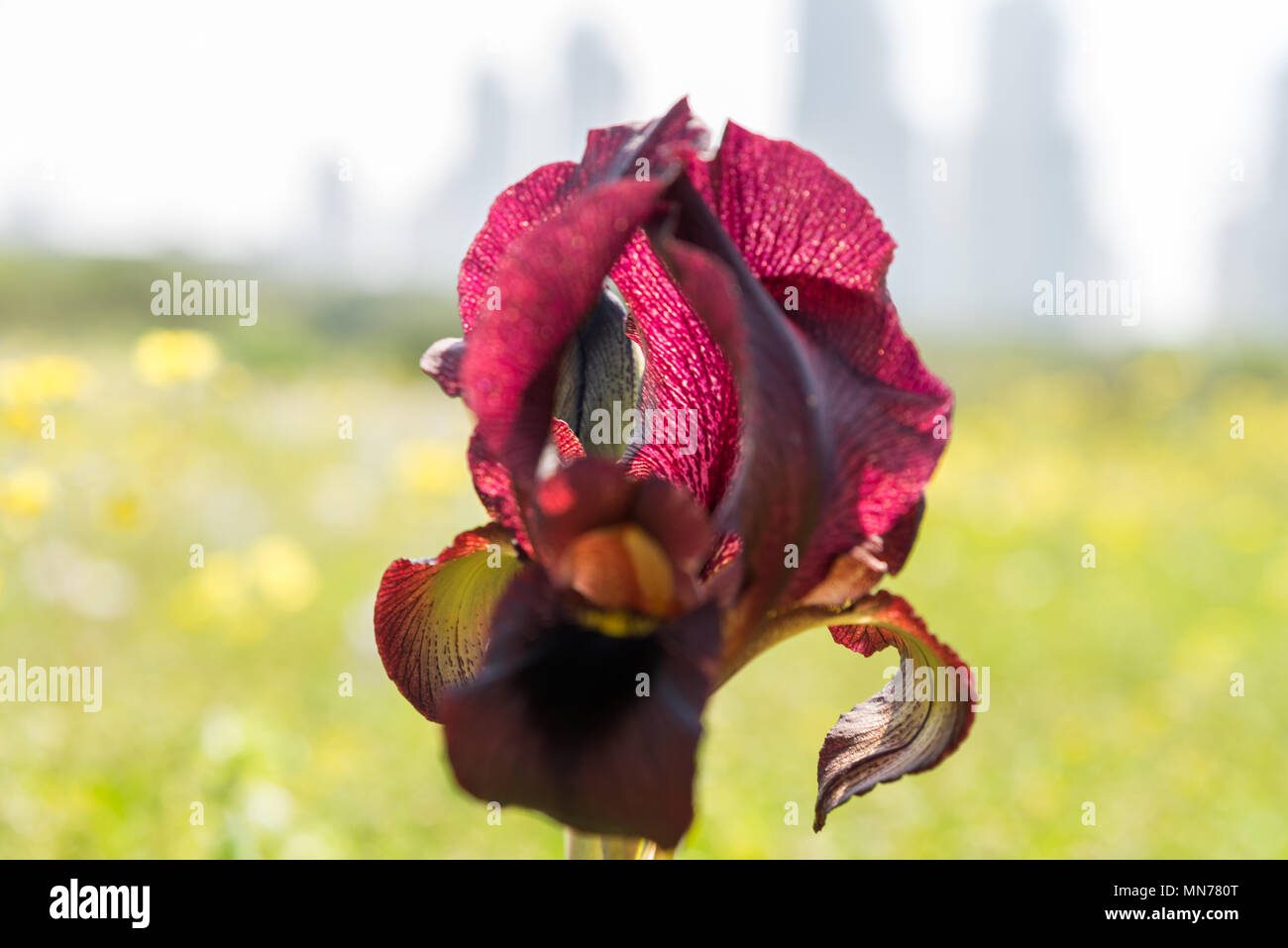 Irus Argaman Reserve in Netanya, Israel Stock Photo - Alamy