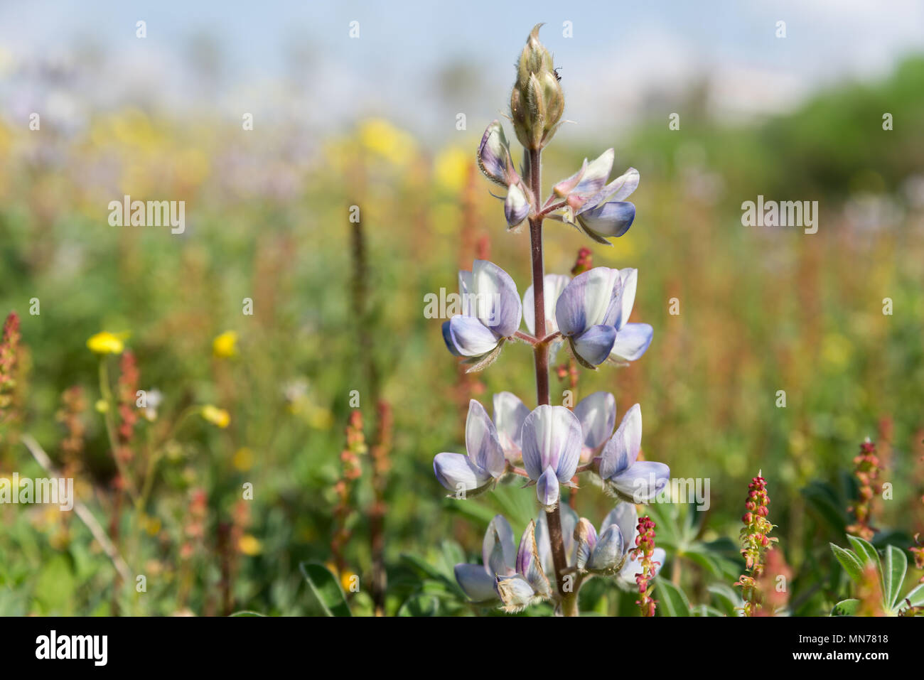 Irus argaman reserve hi-res stock photography and images - Alamy
