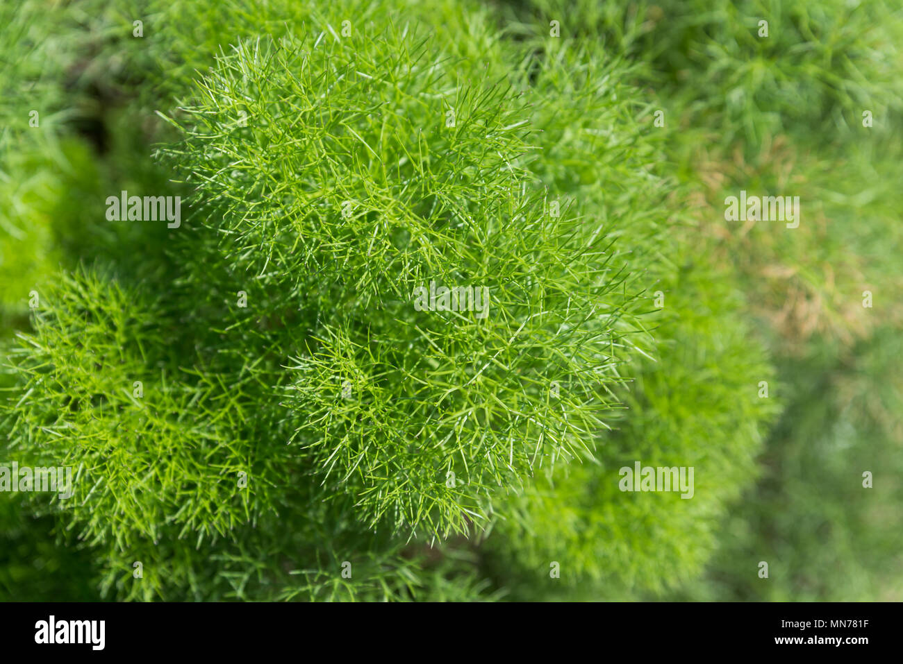 Irus Argaman Reserve in Netanya, Israel Stock Photo - Alamy