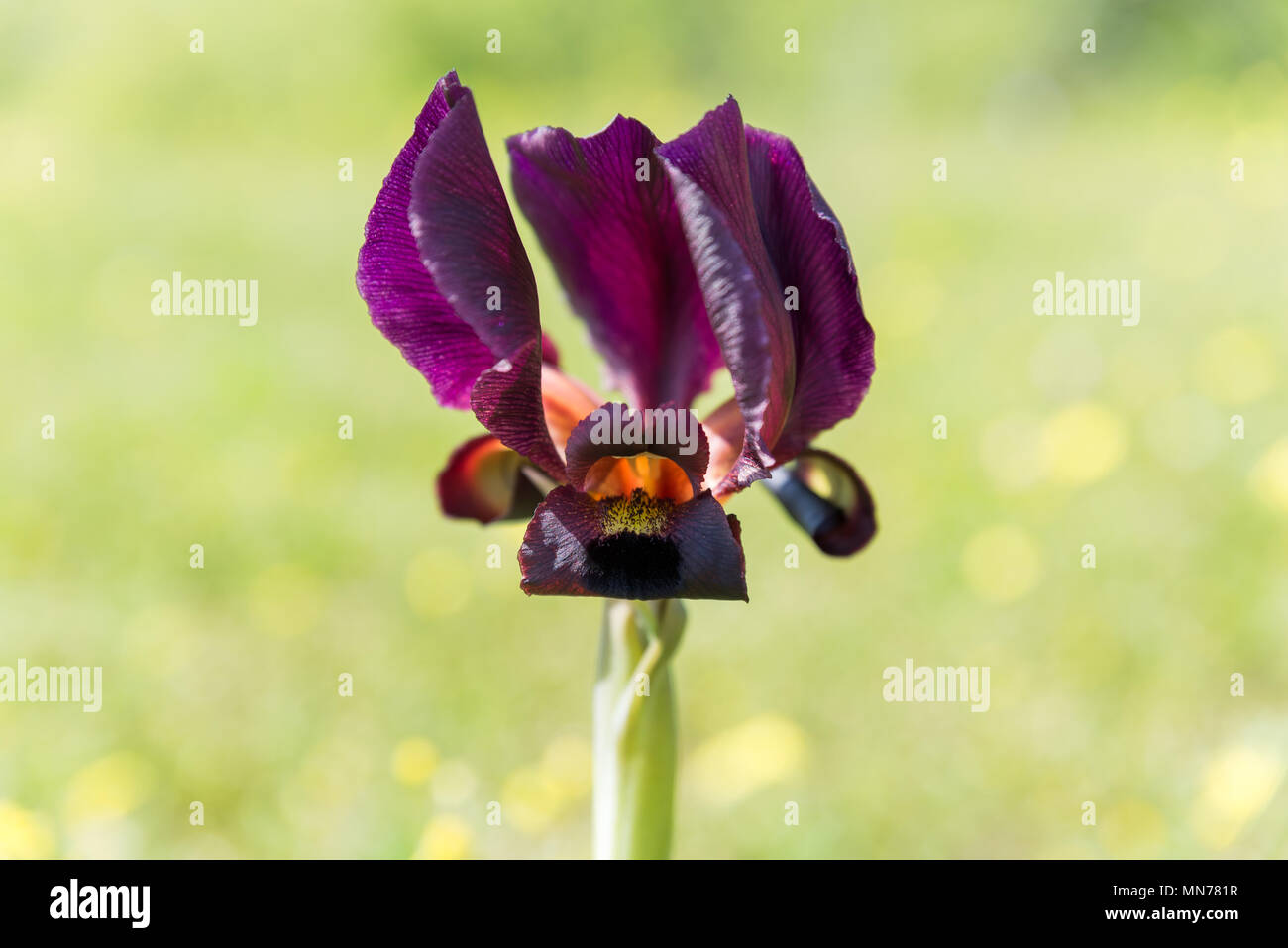 Irus Argaman Reserve in Netanya, Israel Stock Photo - Alamy