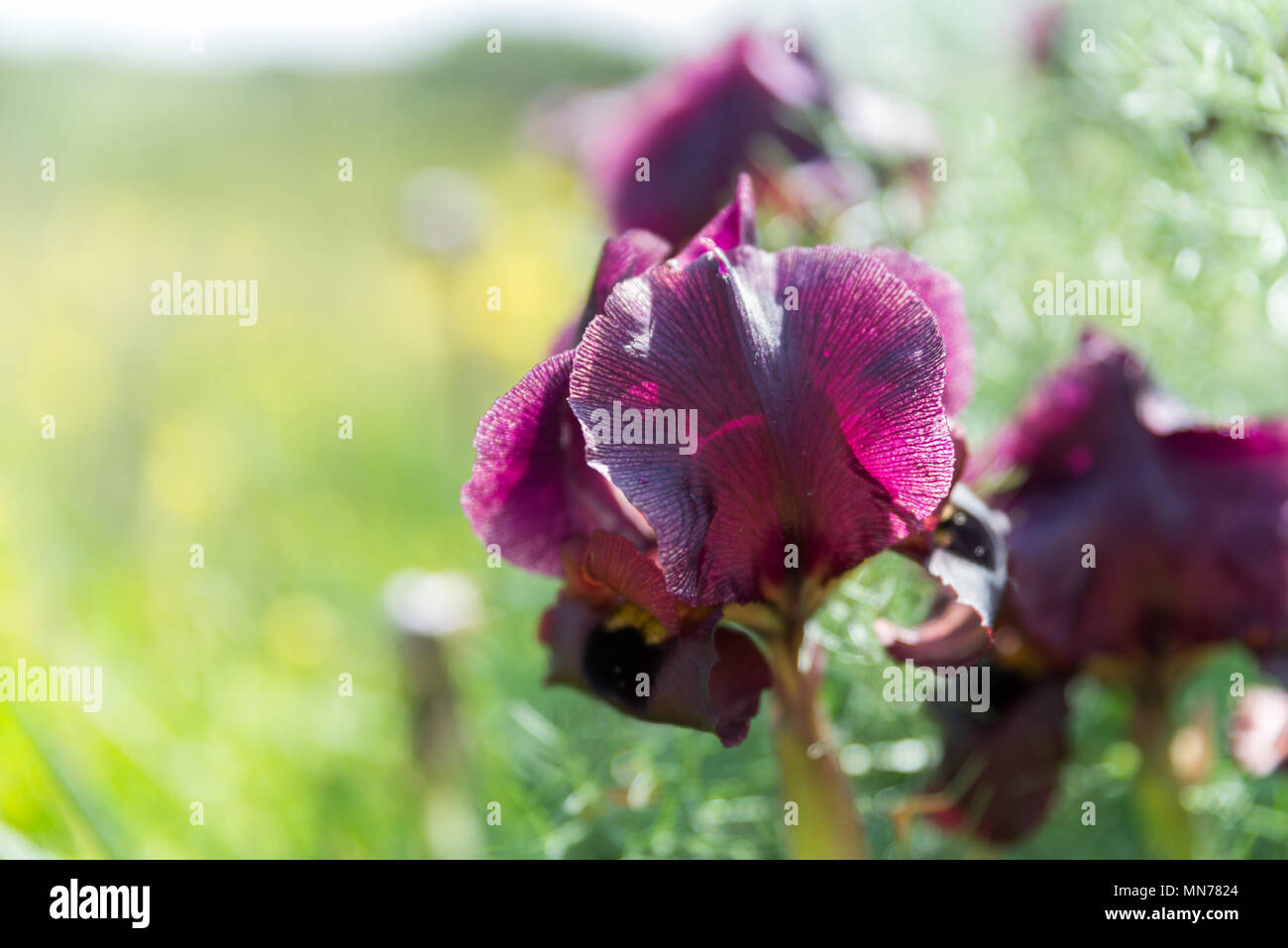 Irus Argaman Reserve in Netanya, Israel Stock Photo - Alamy