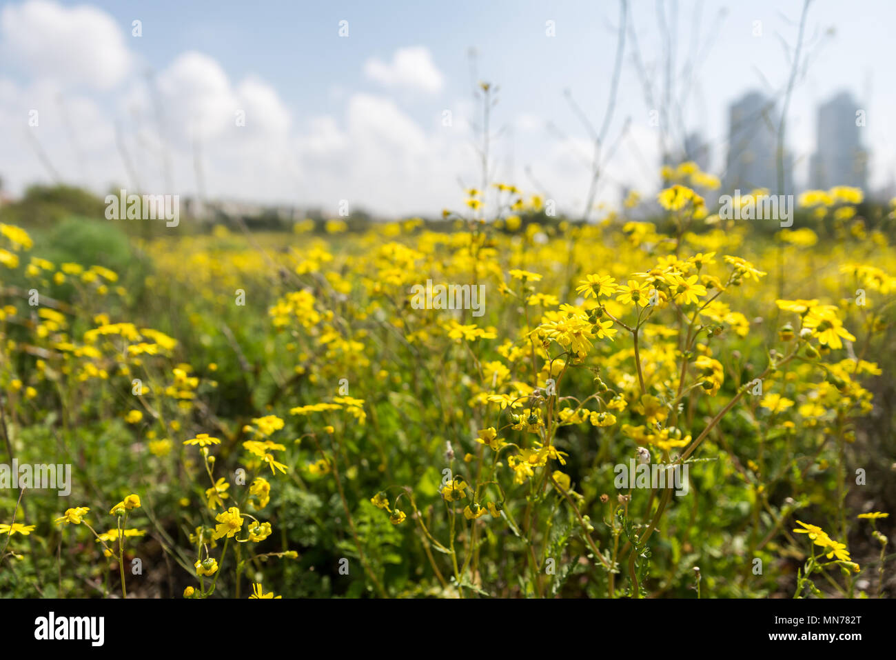 Irus argaman reserve hi-res stock photography and images - Alamy