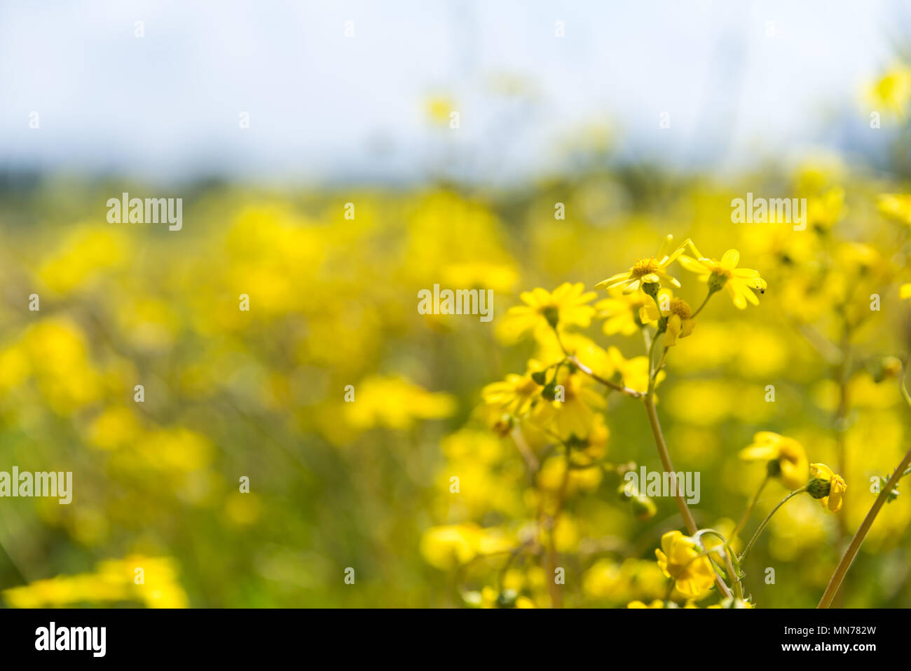 Irus Argaman Reserve in Netanya, Israel Stock Photo - Alamy