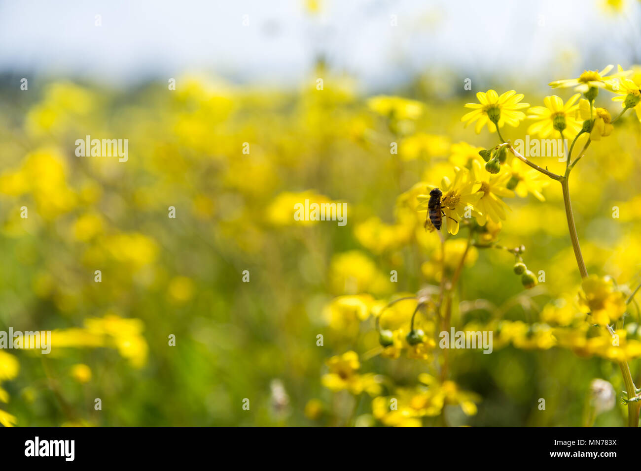 Irus Argaman Reserve in Netanya, Israel Stock Photo - Alamy