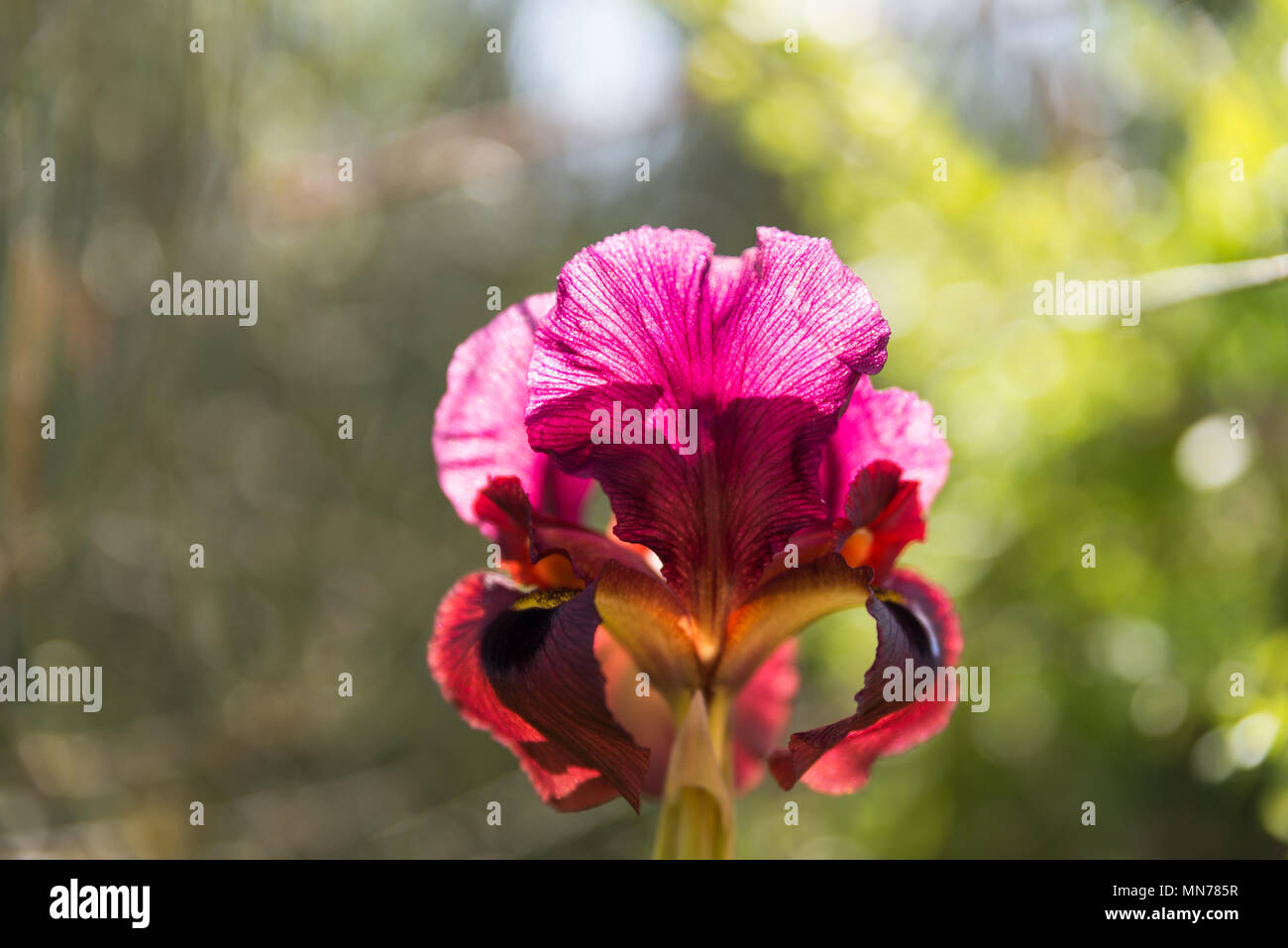 Irus Argaman Reserve in Netanya, Israel Stock Photo - Alamy