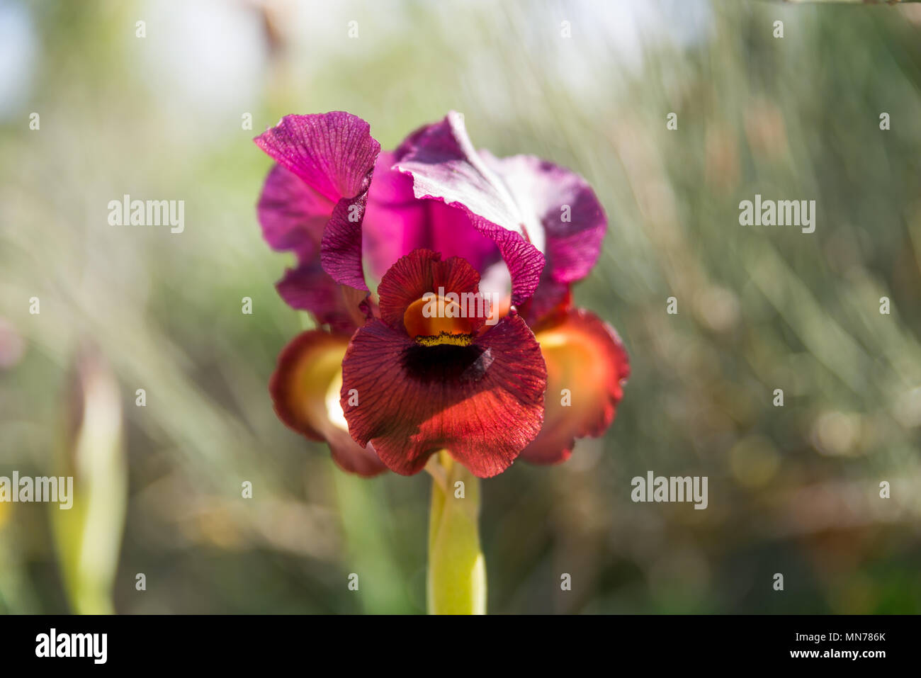 Irus Argaman Reserve in Netanya, Israel Stock Photo - Alamy