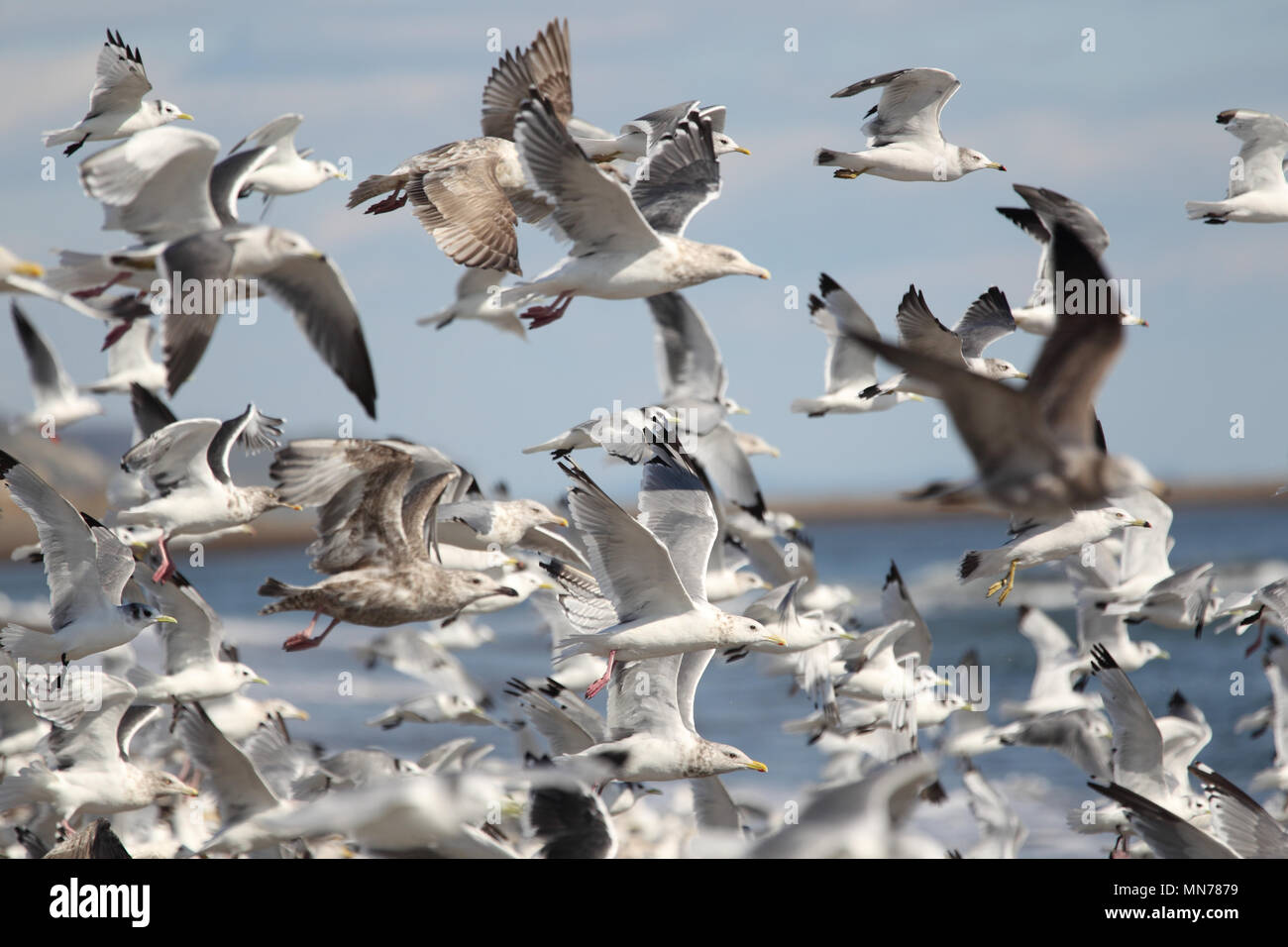 Flock of Birds Stock Photo - Alamy