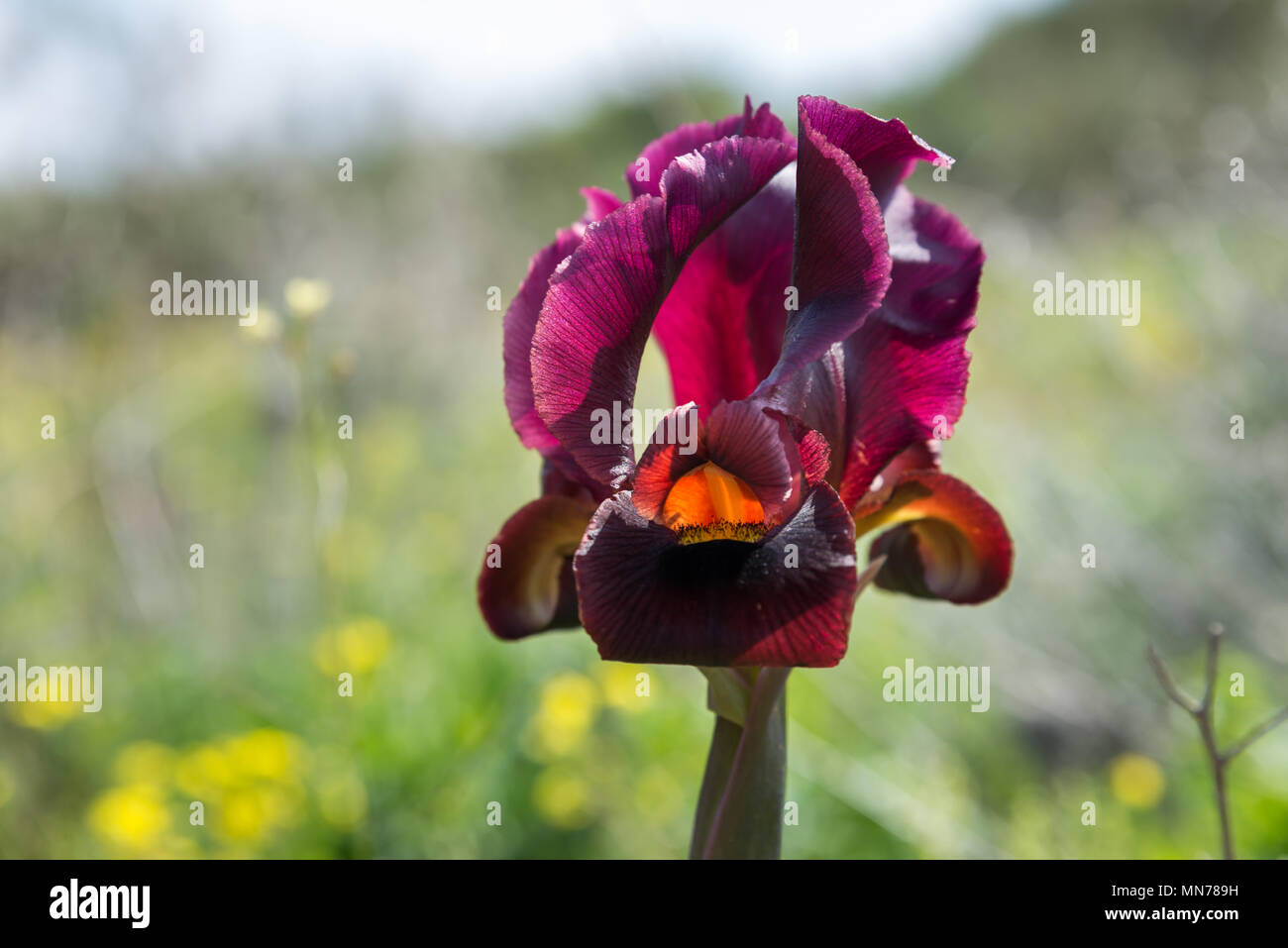 Irus argaman reserve hi-res stock photography and images - Alamy