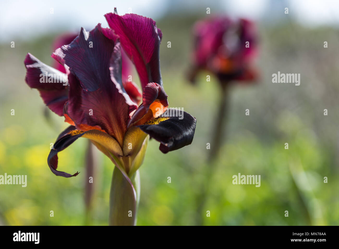 Irus Argaman Reserve in Netanya, Israel Stock Photo - Alamy