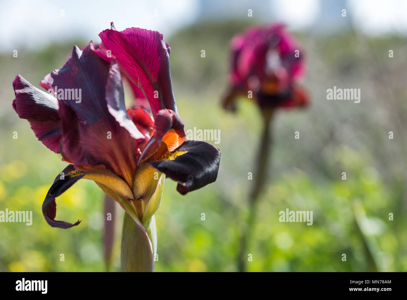 Irus Argaman Reserve in Netanya, Israel Stock Photo - Alamy