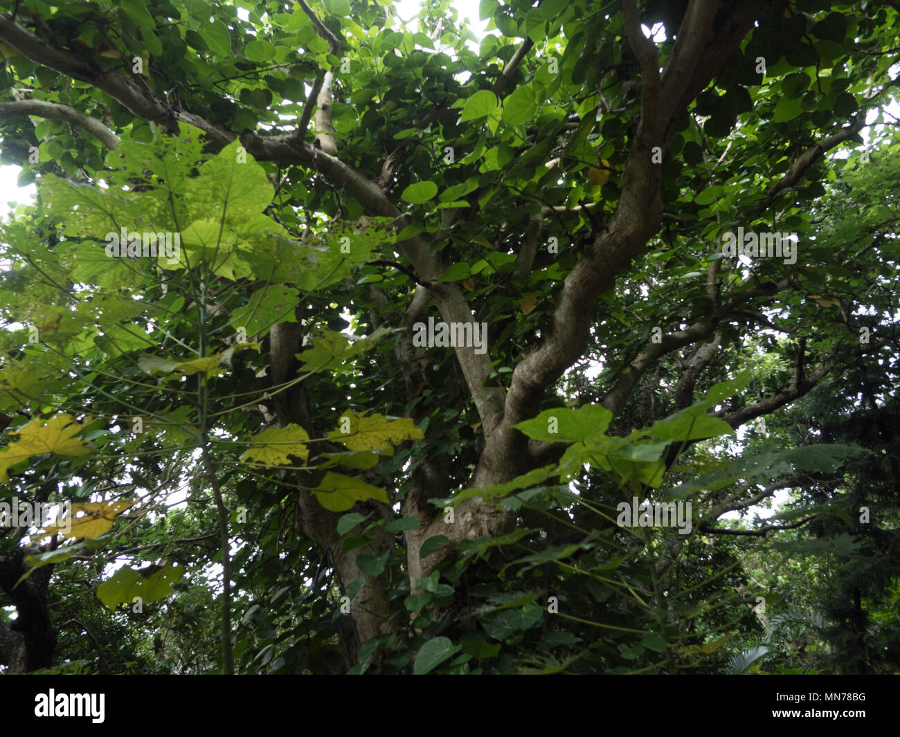 Natural Ficus retusa Stock Photo - Alamy