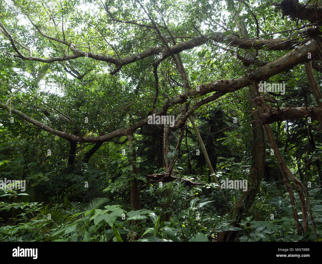 Natural Ficus retusa Stock Photo - Alamy