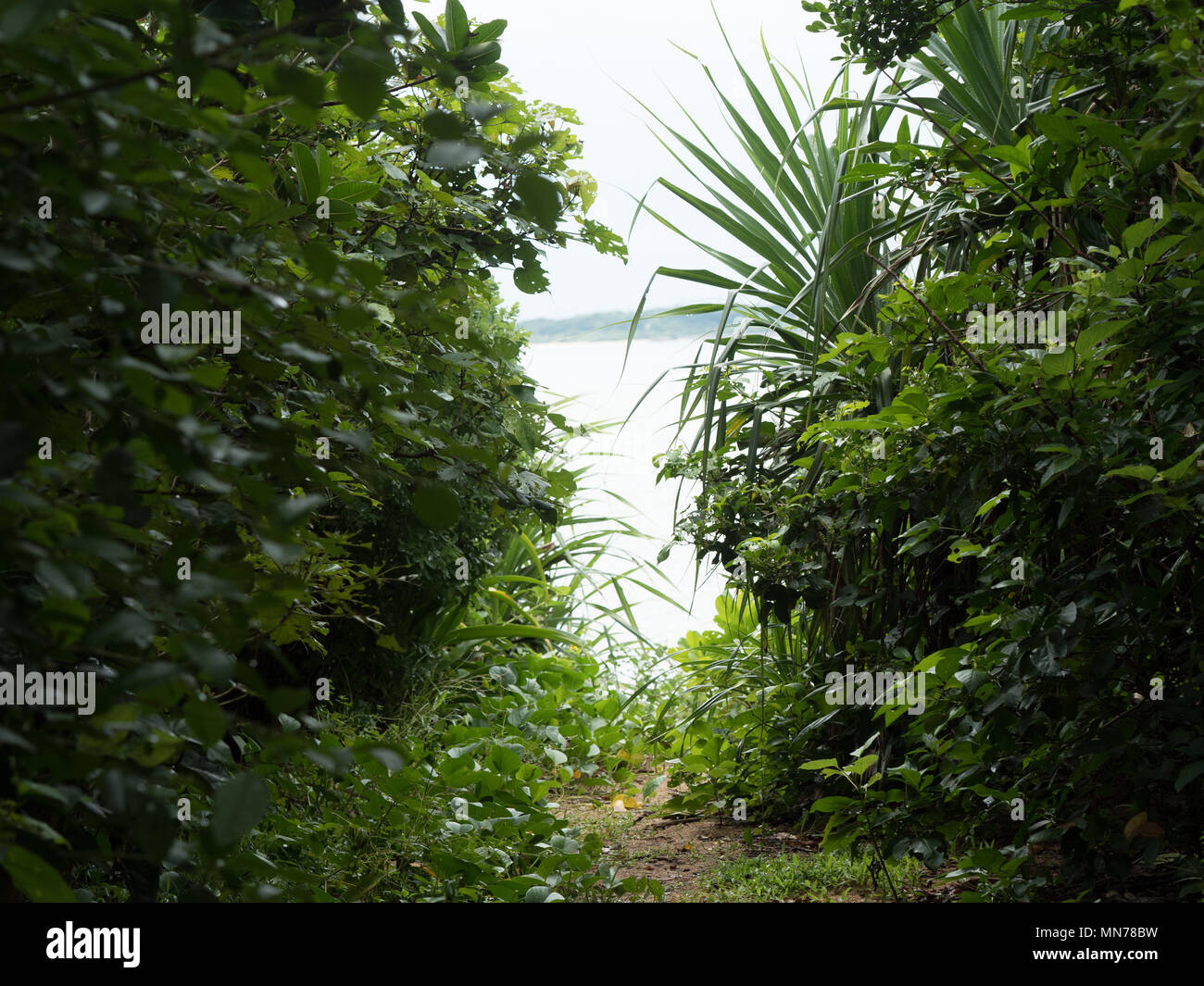 Beach and Forest Stock Photo - Alamy