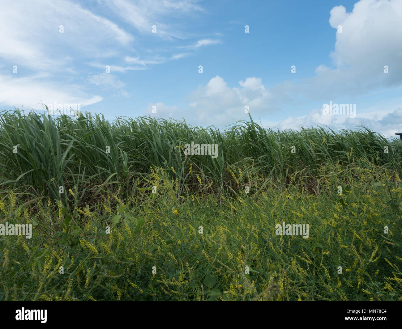 Sugar Cane Field Stock Photo - Alamy