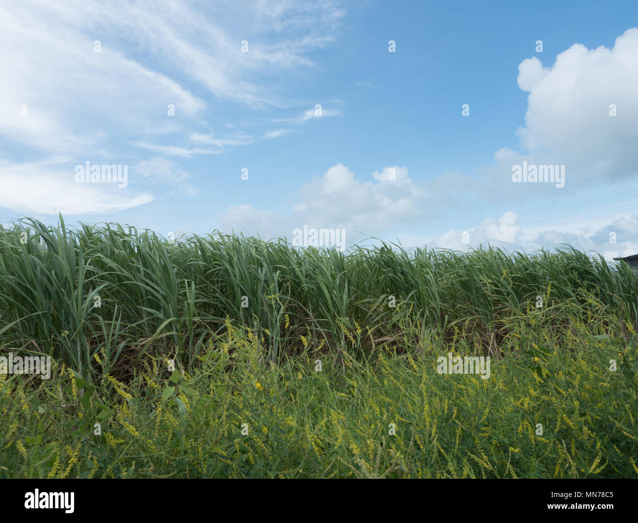 Cane gun hi-res stock photography and images - Alamy