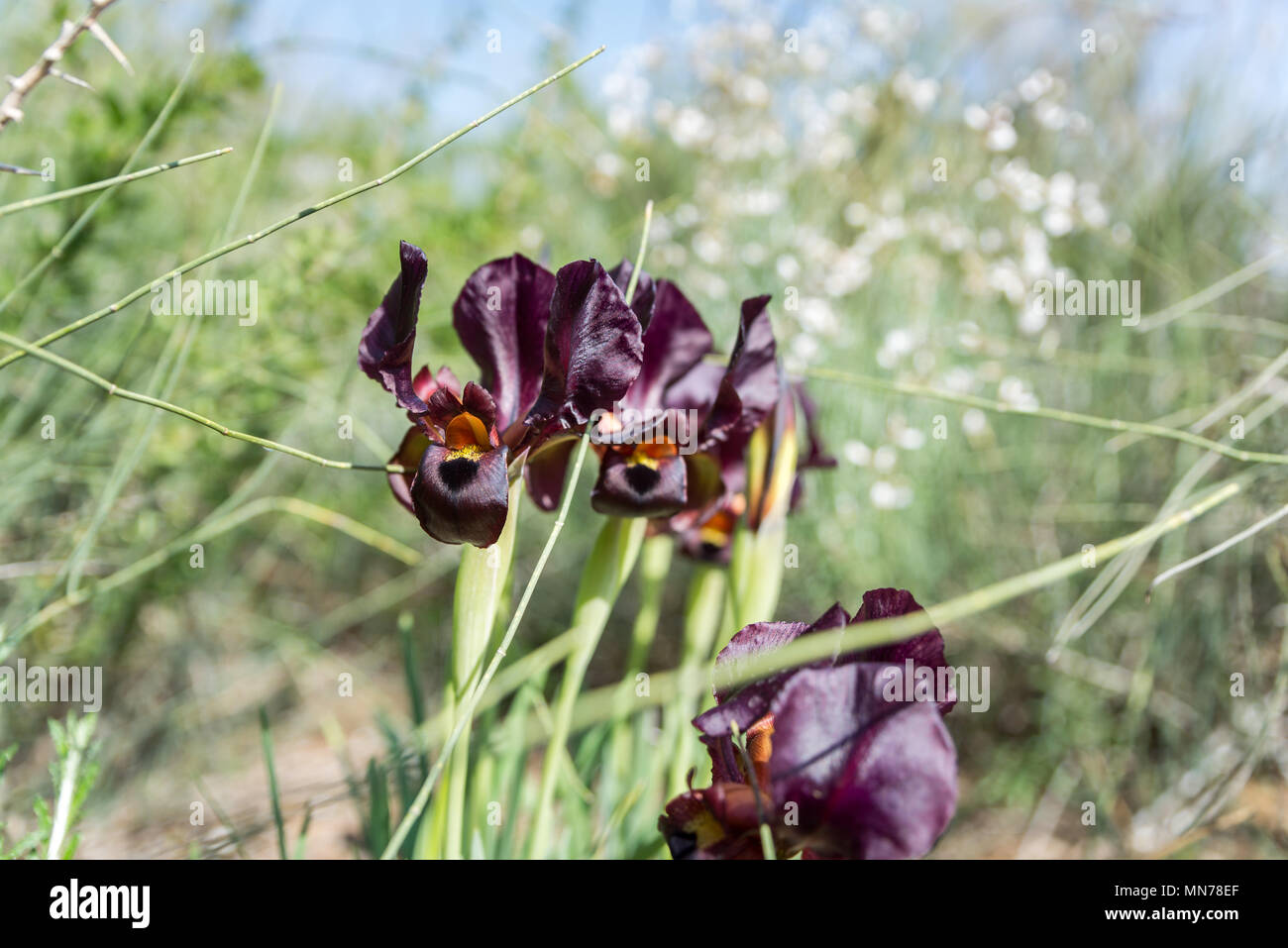 Irus Argaman Reserve in Netanya, Israel Stock Photo - Alamy