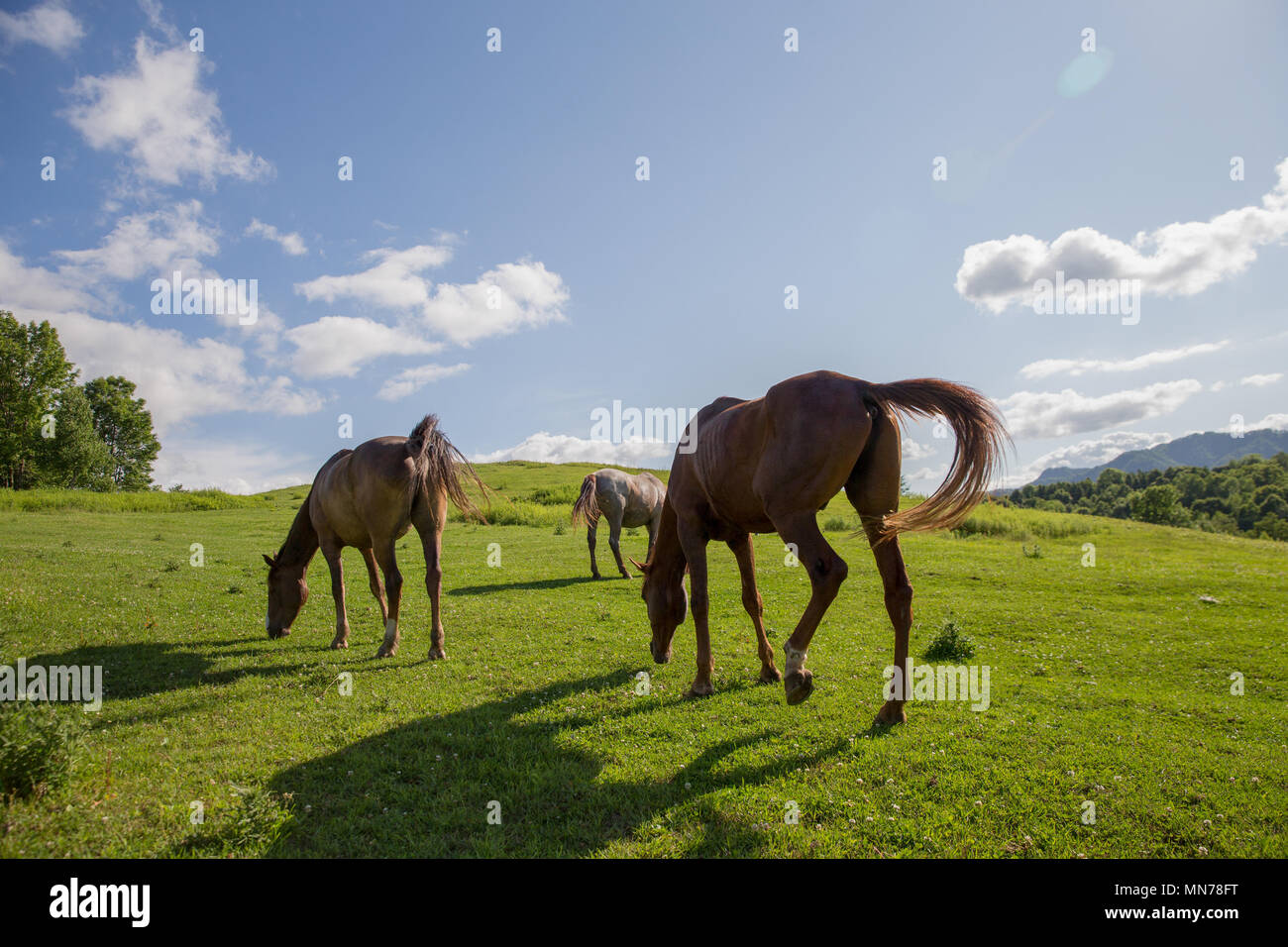 Horse in Hidaka, Hokkaido, Japan Stock Photo - Alamy