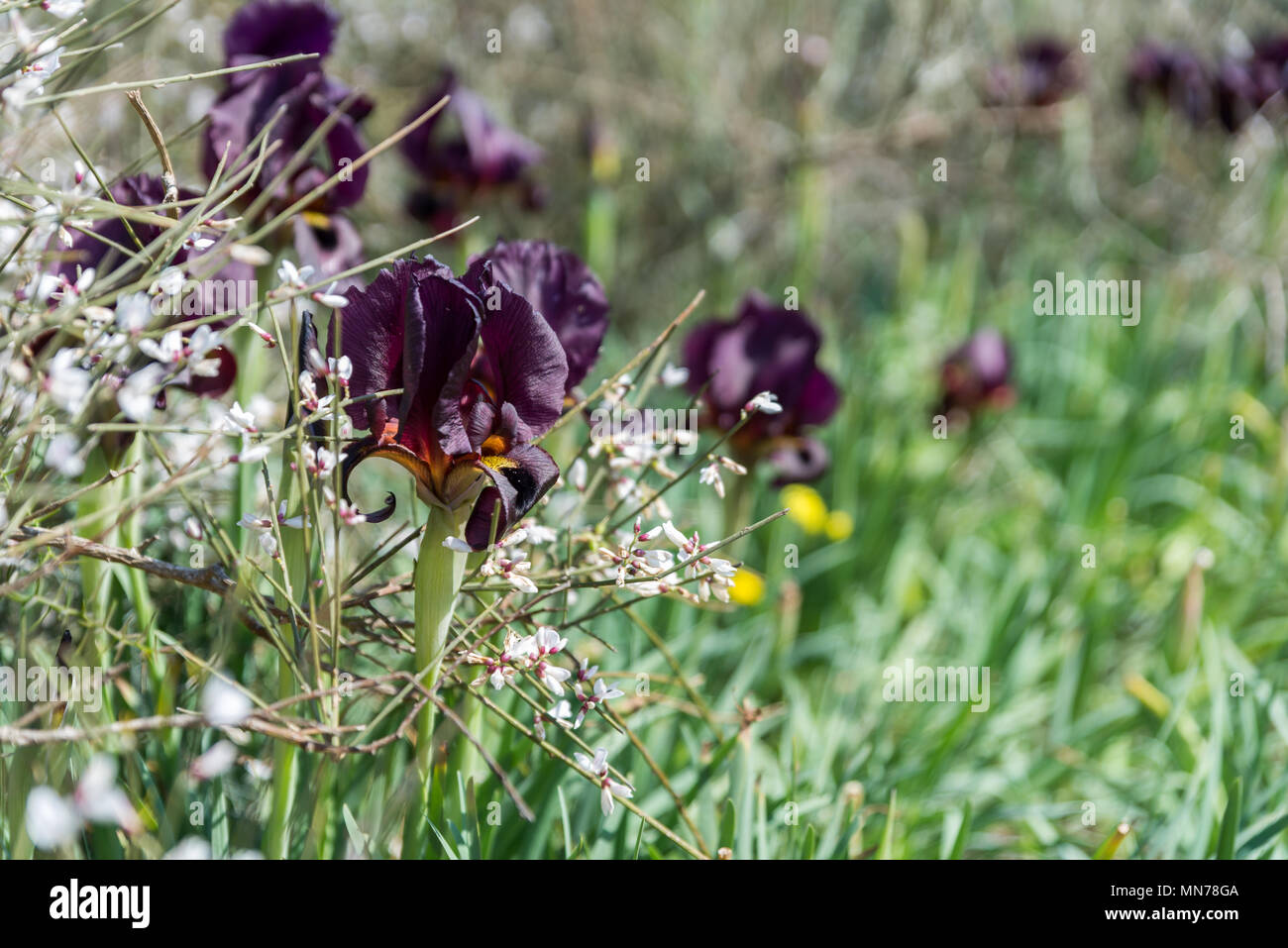 Irus Argaman Reserve in Netanya, Israel Stock Photo - Alamy