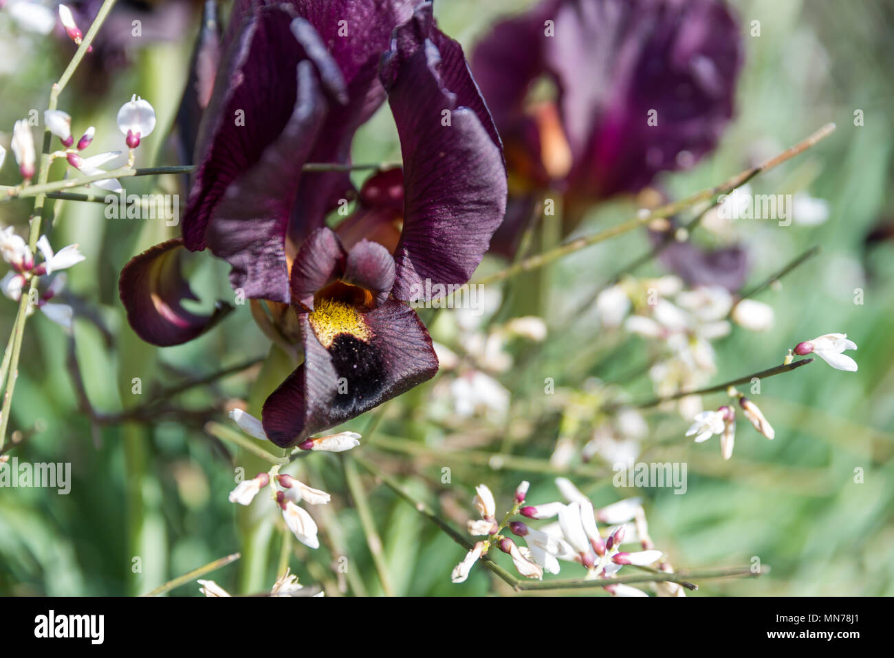 Irus Argaman Reserve in Netanya, Israel Stock Photo - Alamy