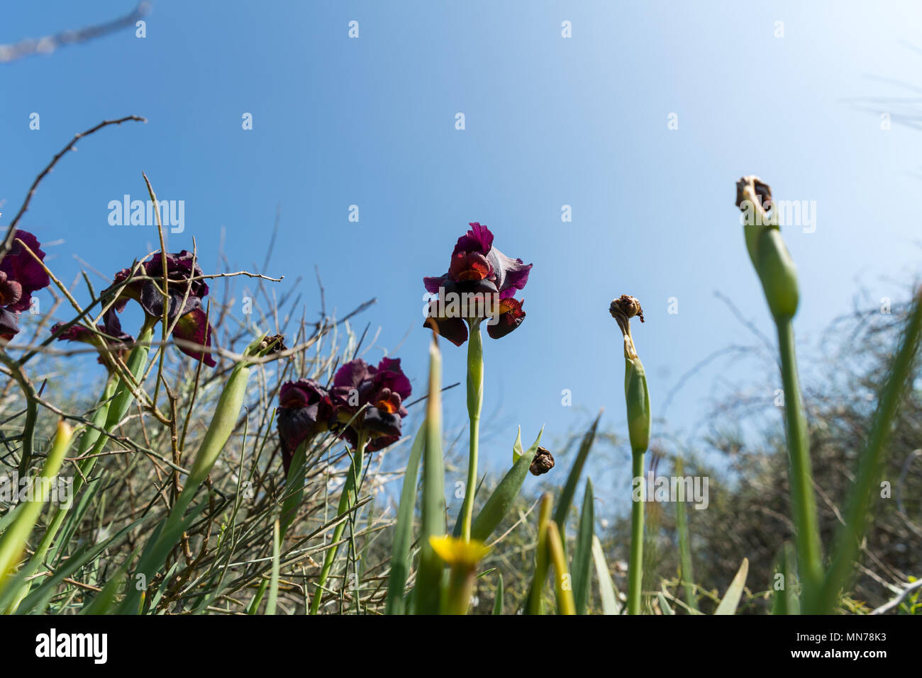 Irus Argaman Reserve in Netanya, Israel Stock Photo - Alamy