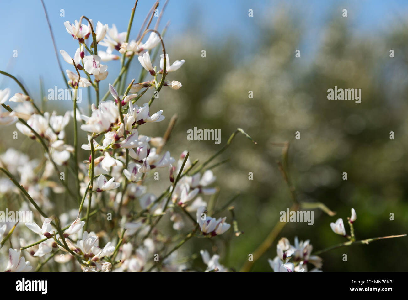 Irus argaman reserve hi-res stock photography and images - Alamy