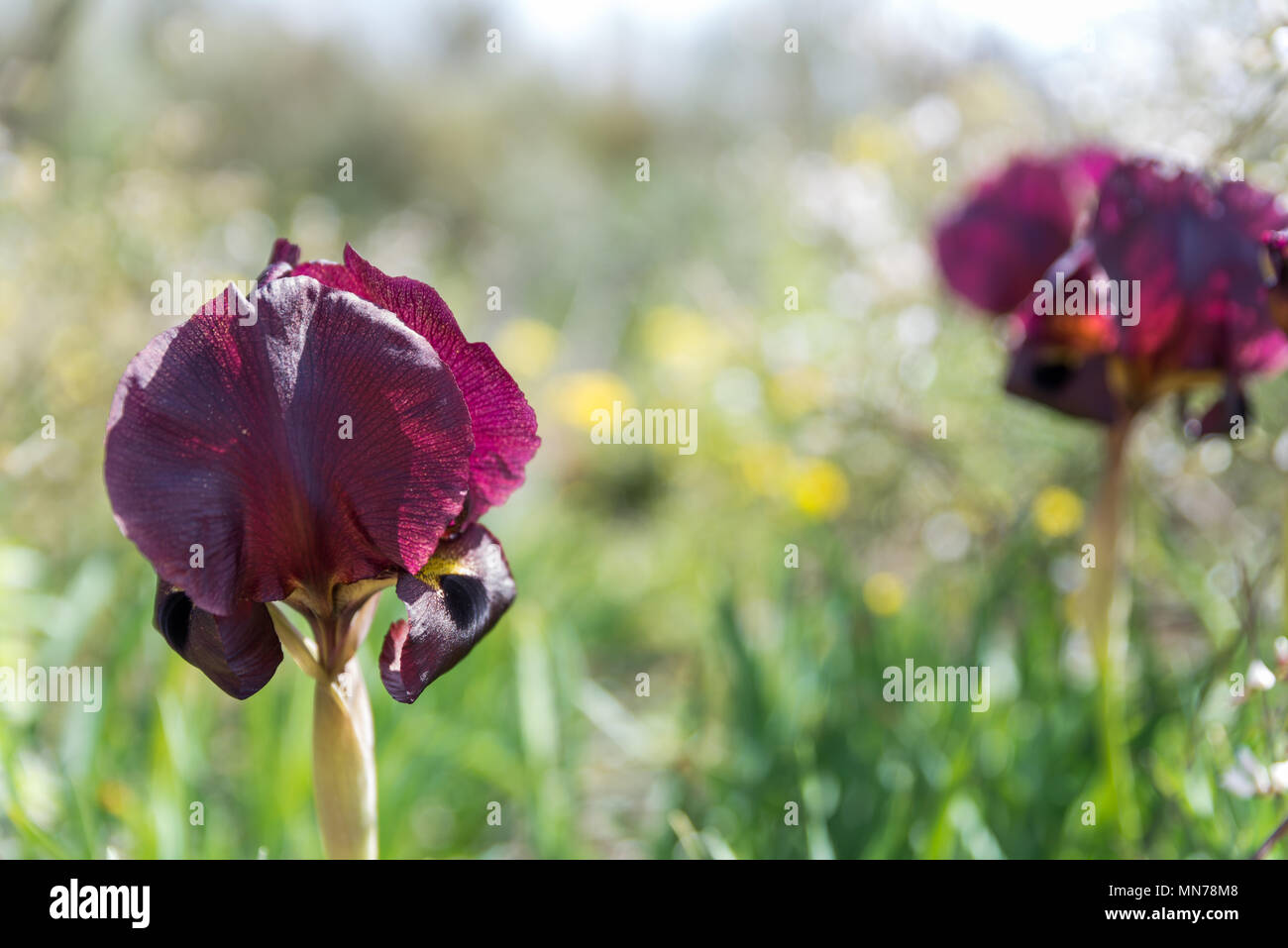 Irus Argaman Reserve in Netanya, Israel Stock Photo - Alamy