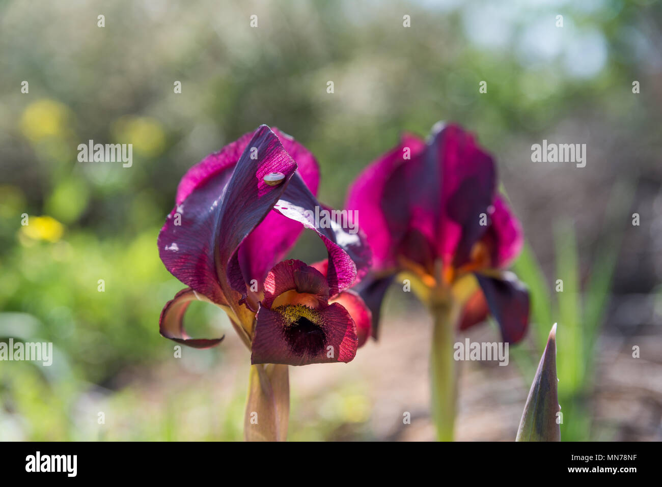 Irus Argaman Reserve in Netanya, Israel Stock Photo - Alamy