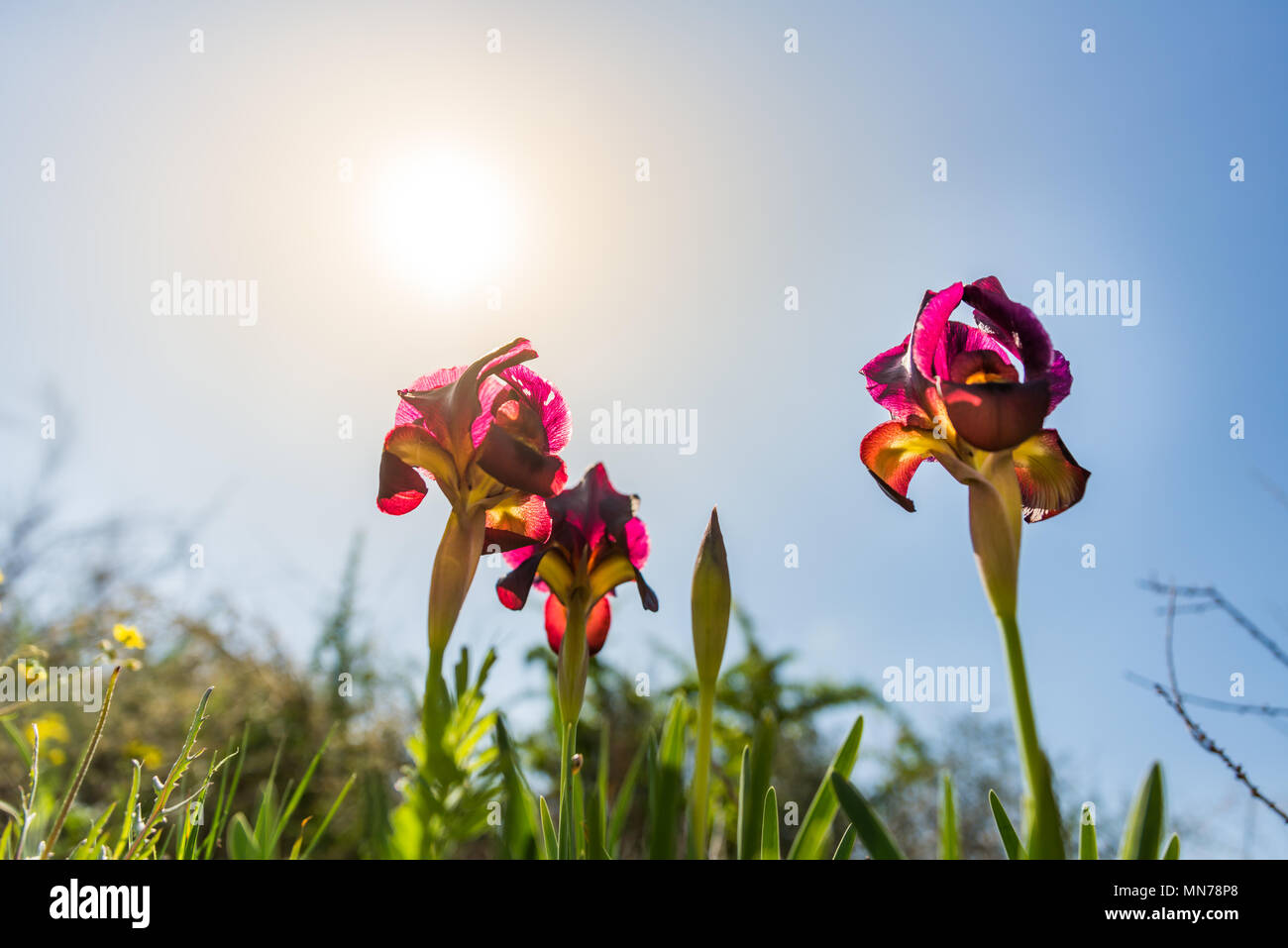 Irus argaman reserve hi-res stock photography and images - Alamy