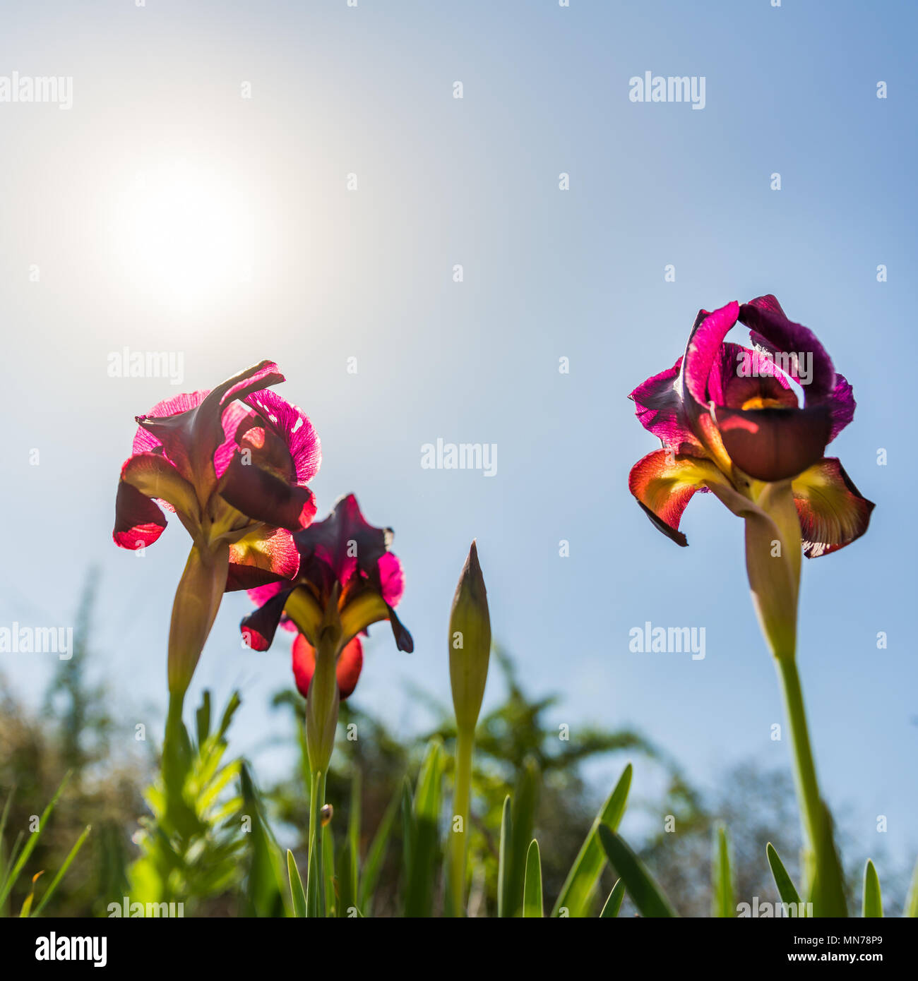 Irus Argaman Reserve in Netanya, Israel Stock Photo - Alamy