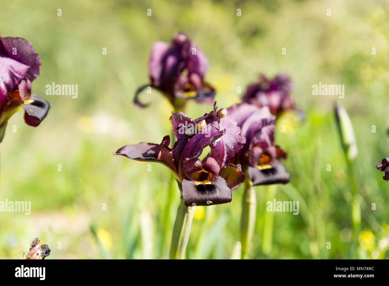 Irus Argaman Reserve in Netanya, Israel Stock Photo - Alamy