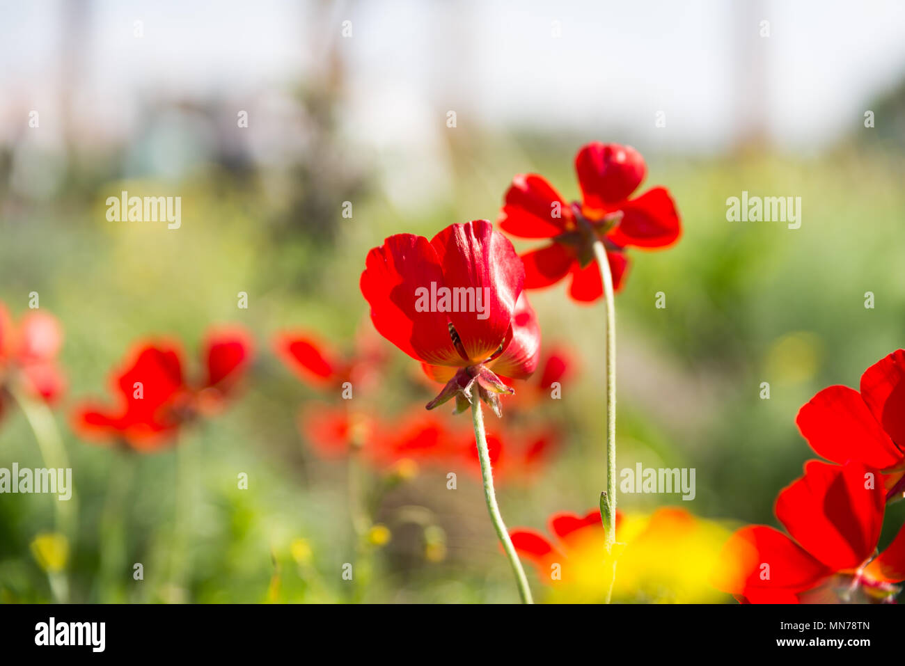 Irus argaman reserve hi-res stock photography and images - Alamy