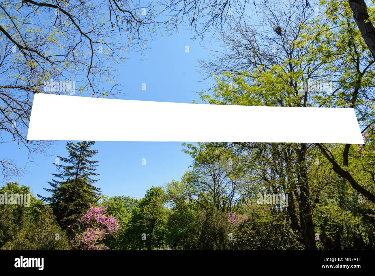 Green blank billboard big tree hi-res stock photography and images - Alamy