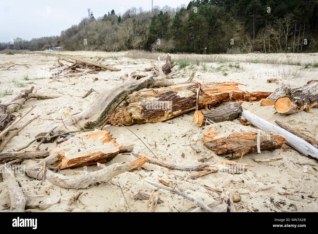 scrap of wood on a bulgarian beach after a storm Stock Photo - Alamy
