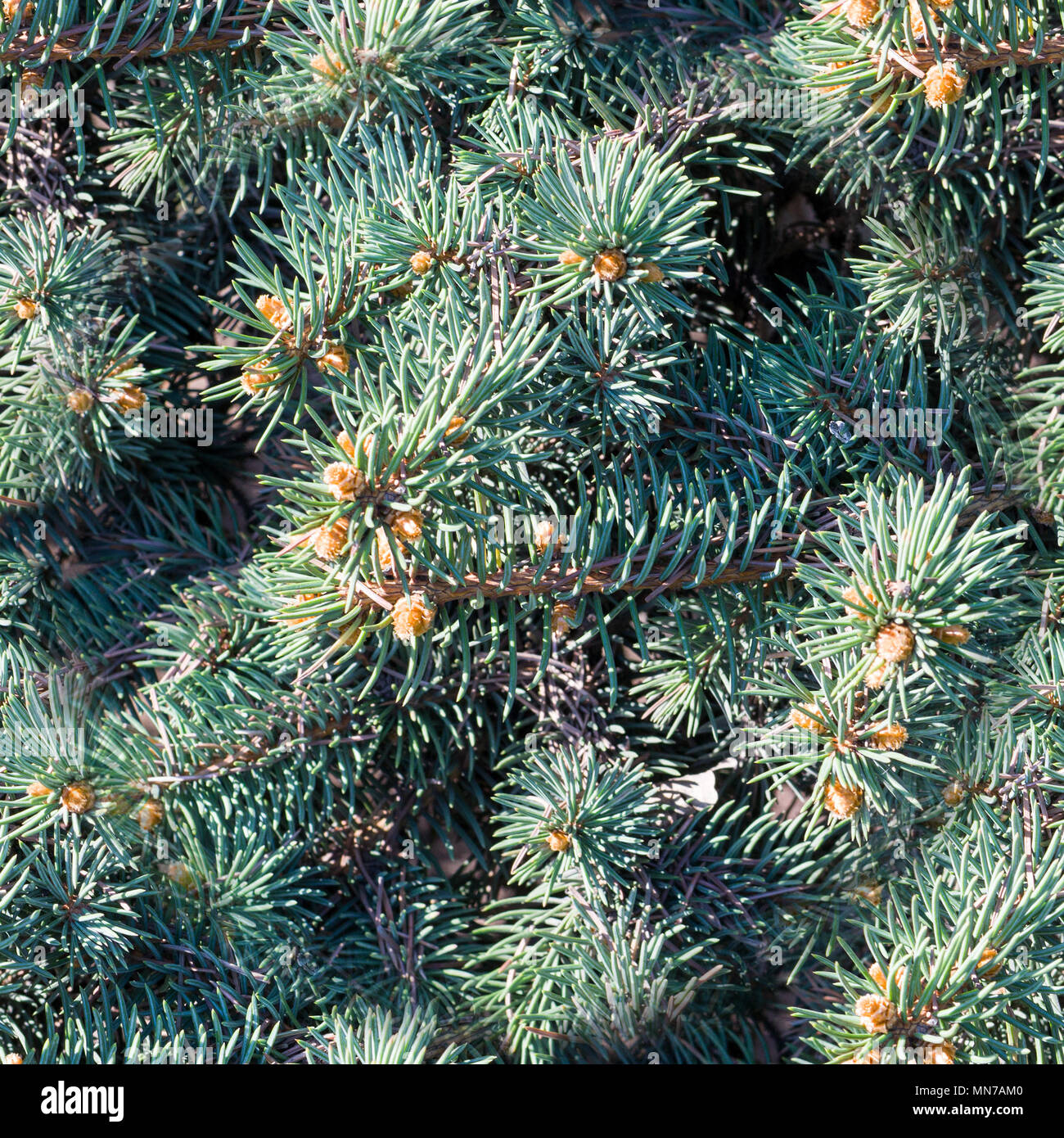 fluffy fir-tree branch background close up. nature Stock Photo - Alamy