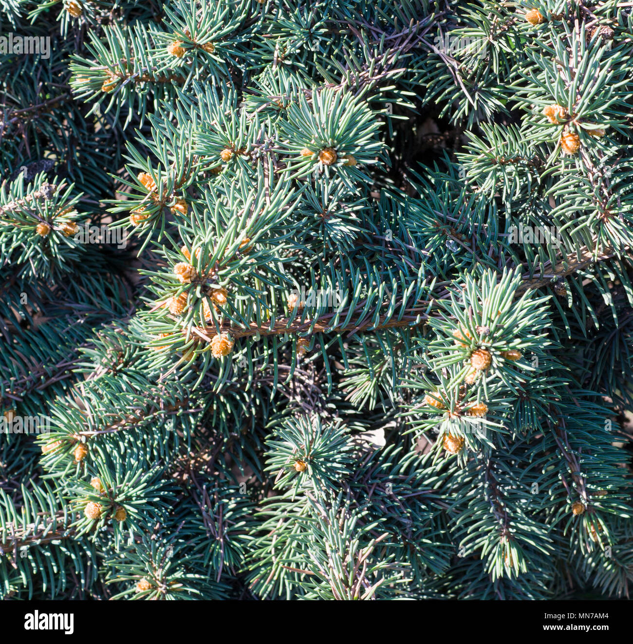 fluffy fir-tree branch background close up. nature Stock Photo - Alamy