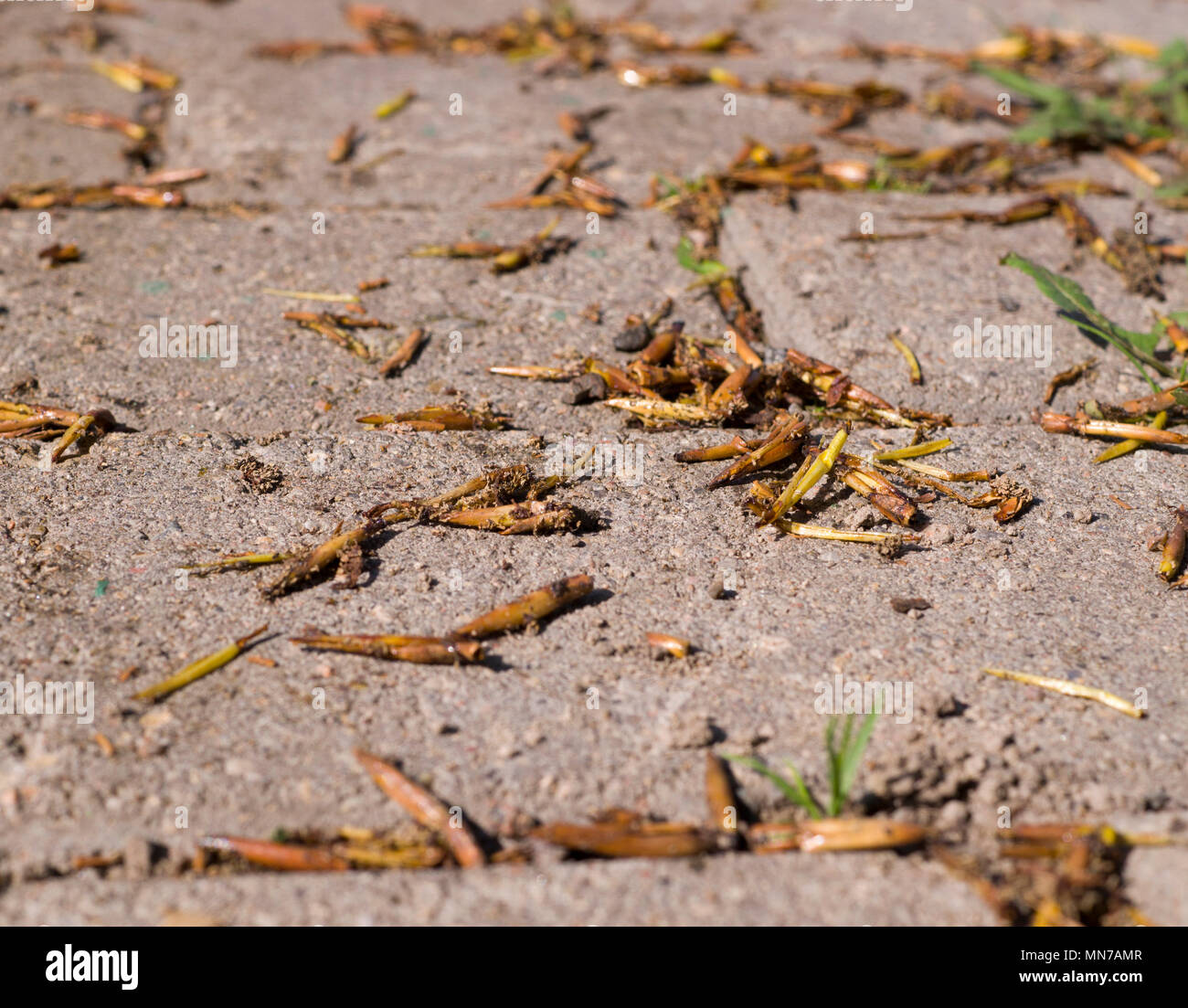 Poplar seeds hi-res stock photography and images - Alamy