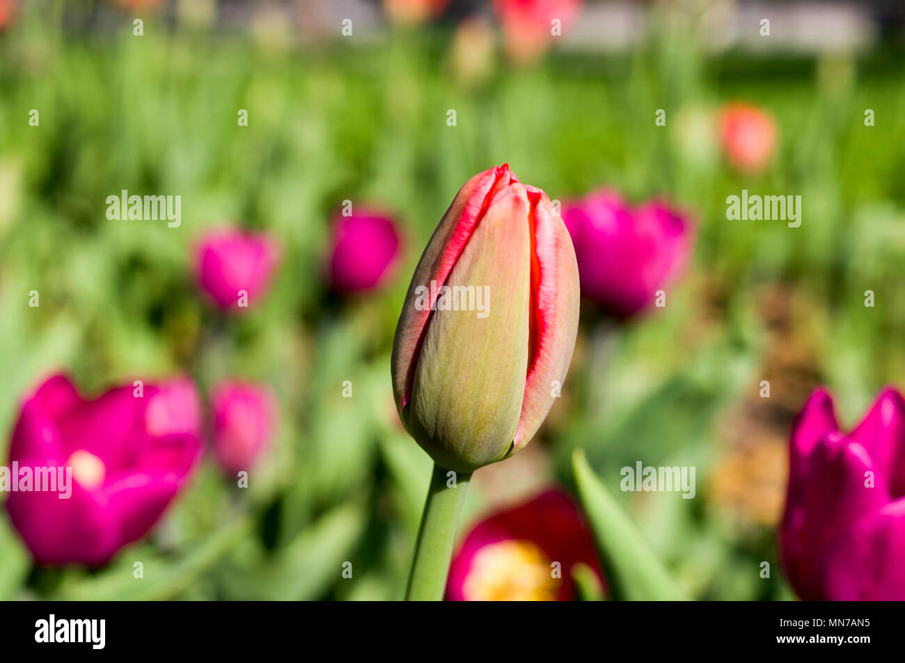 buds of red tulip in spring garden. nature, seasonal Stock Photo - Alamy