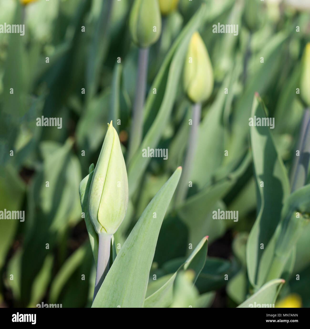 Fresh tulip flower buds garden hi-res stock photography and images - Alamy