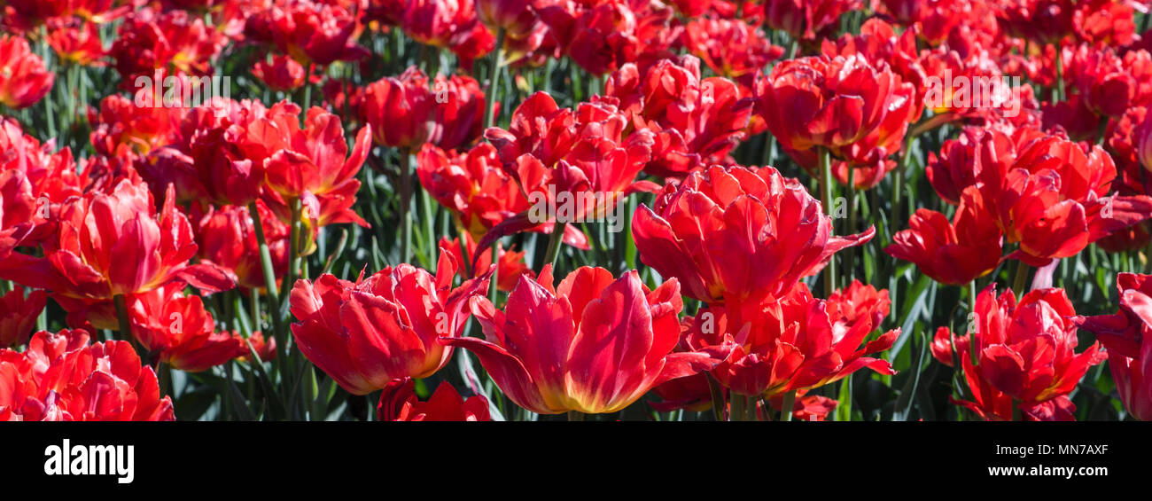 red tulips in spring garden. vignette, background Stock Photo - Alamy