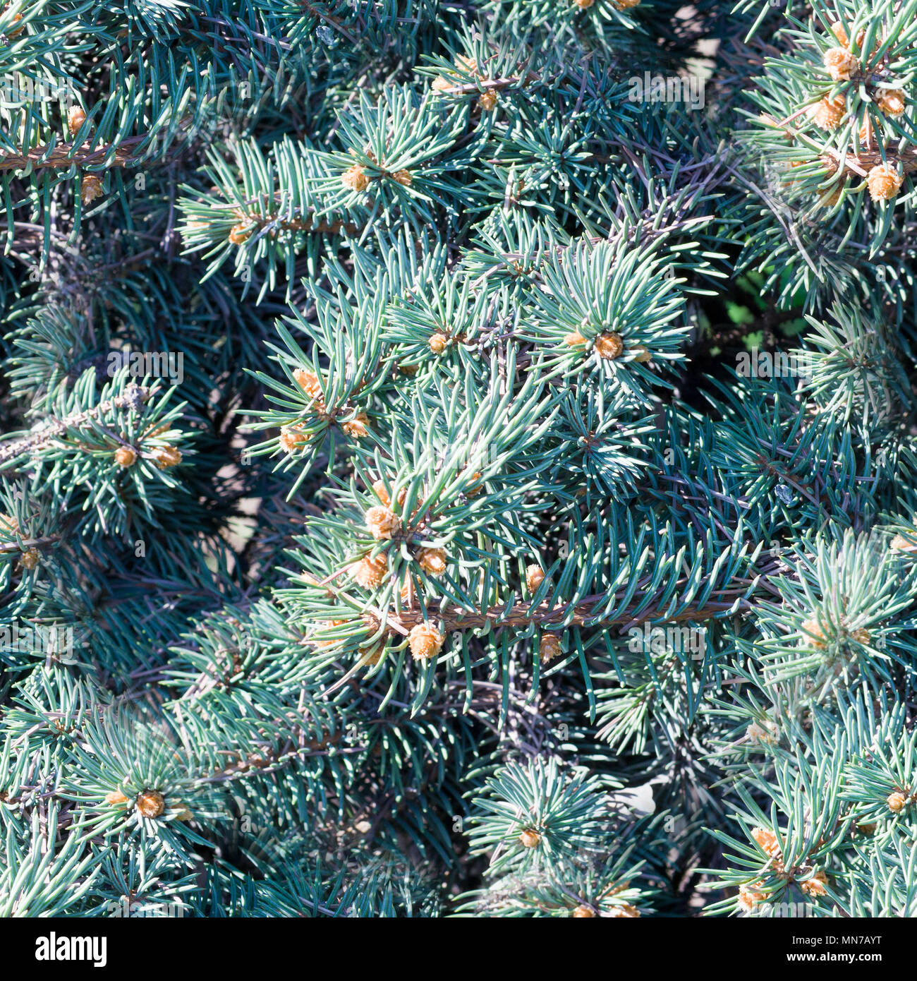 Fluffy fir branch hi-res stock photography and images - Alamy