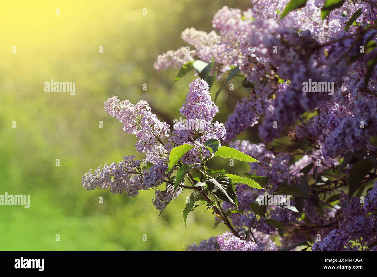 Branch of pink lilac in a garden, park. Beautiful flowering flowers of ...