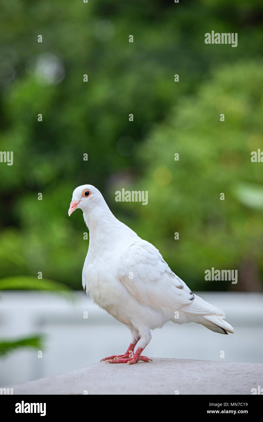 white feather of homing pigeon bird on loft roof Stock Photo - Alamy