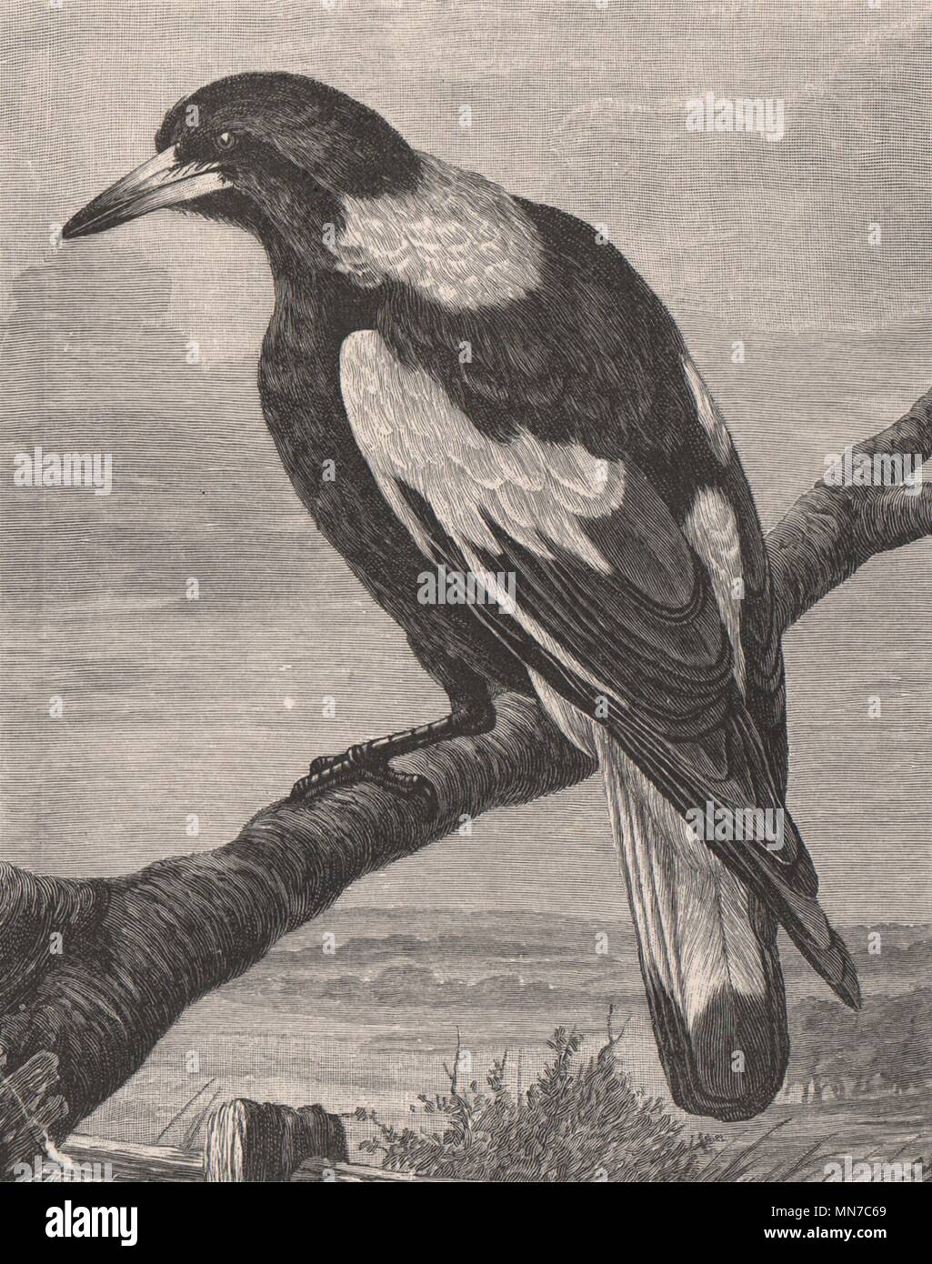 Vintage picture of magpie hi-res stock photography and images - Alamy