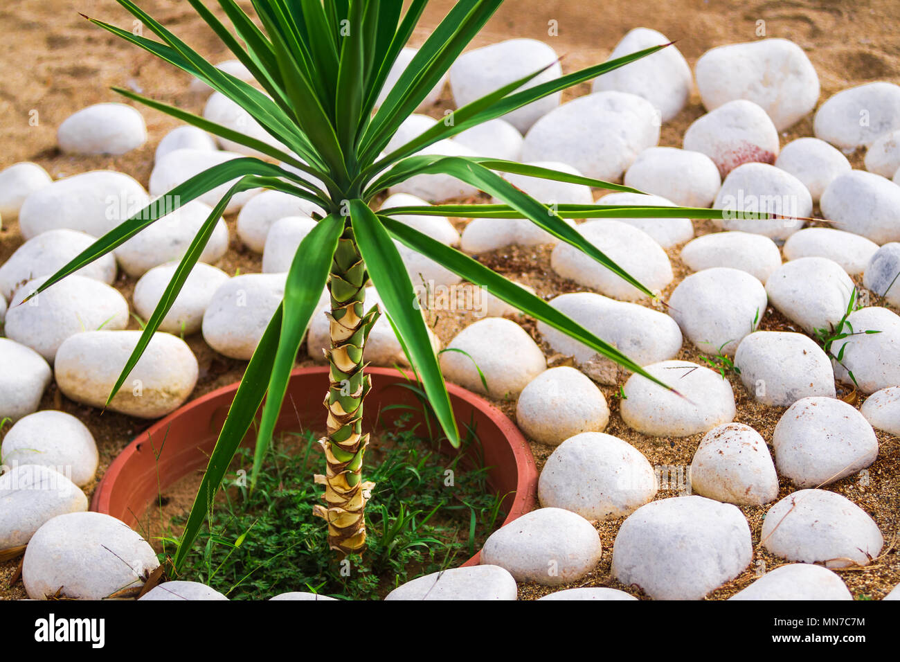 Palm tree growing in sand hi-res stock photography and images - Alamy