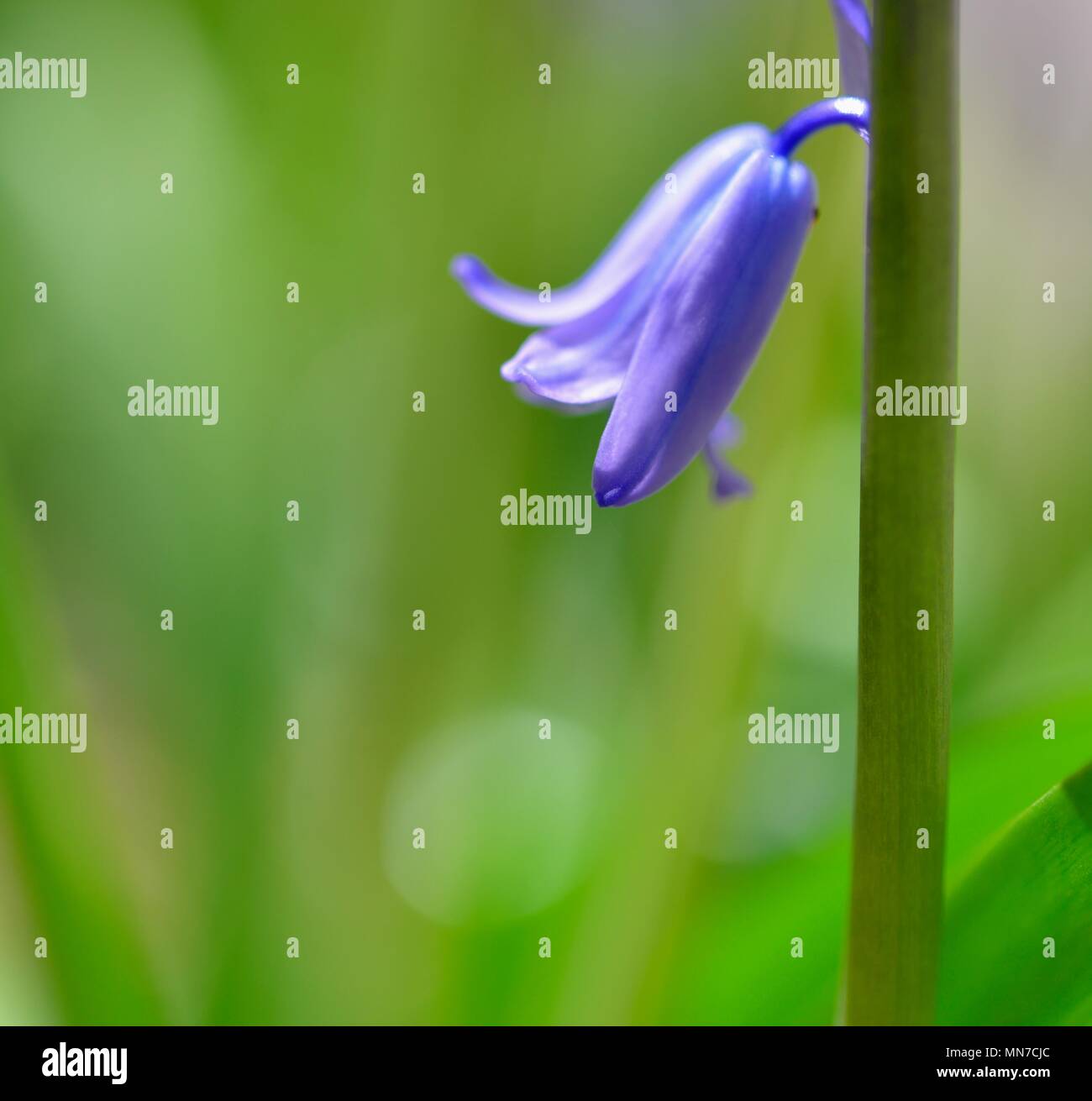 One bells hi-res stock photography and images - Alamy