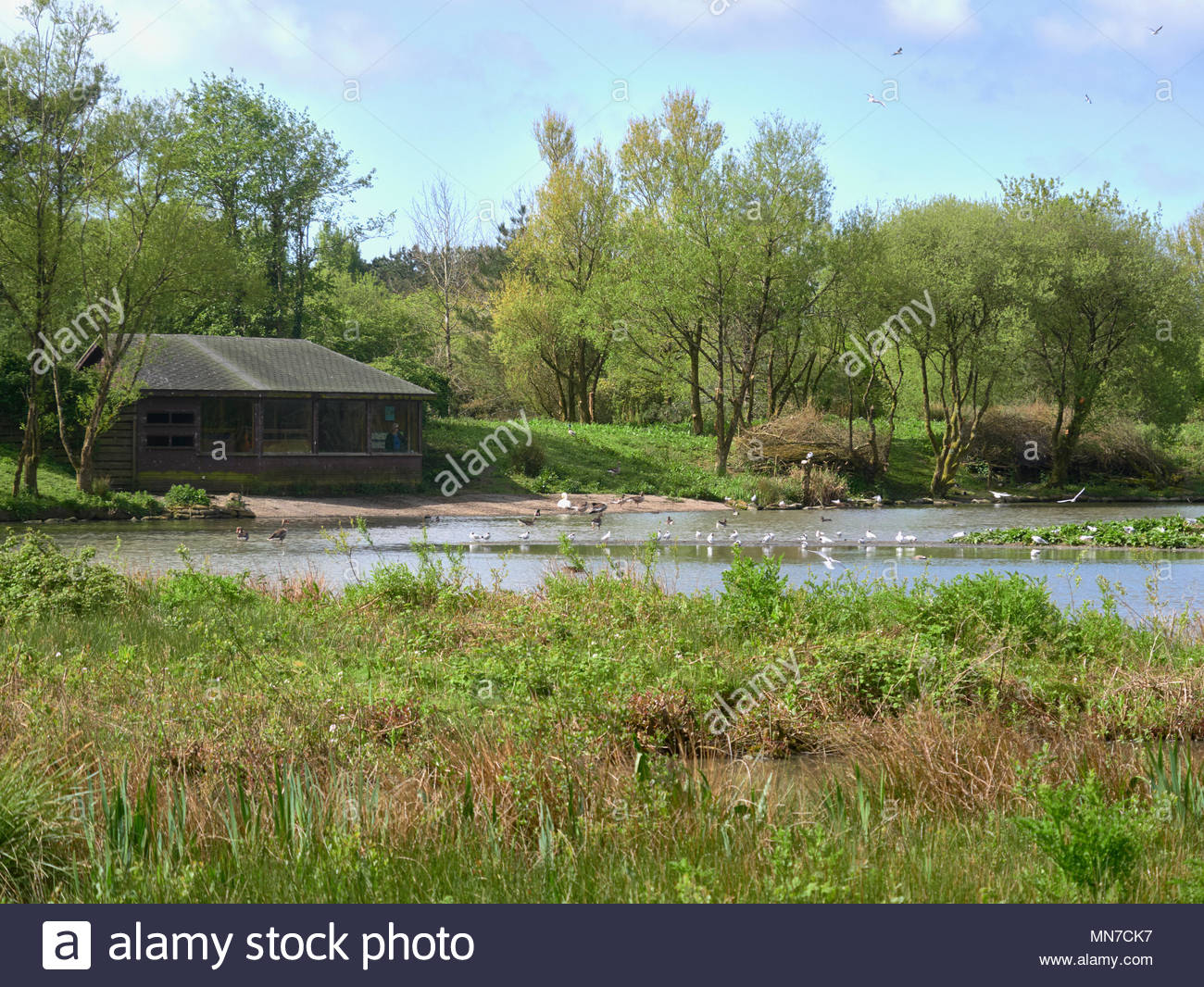Llanelli Wetland Centre Stock Photos & Llanelli Wetland Centre Stock ...