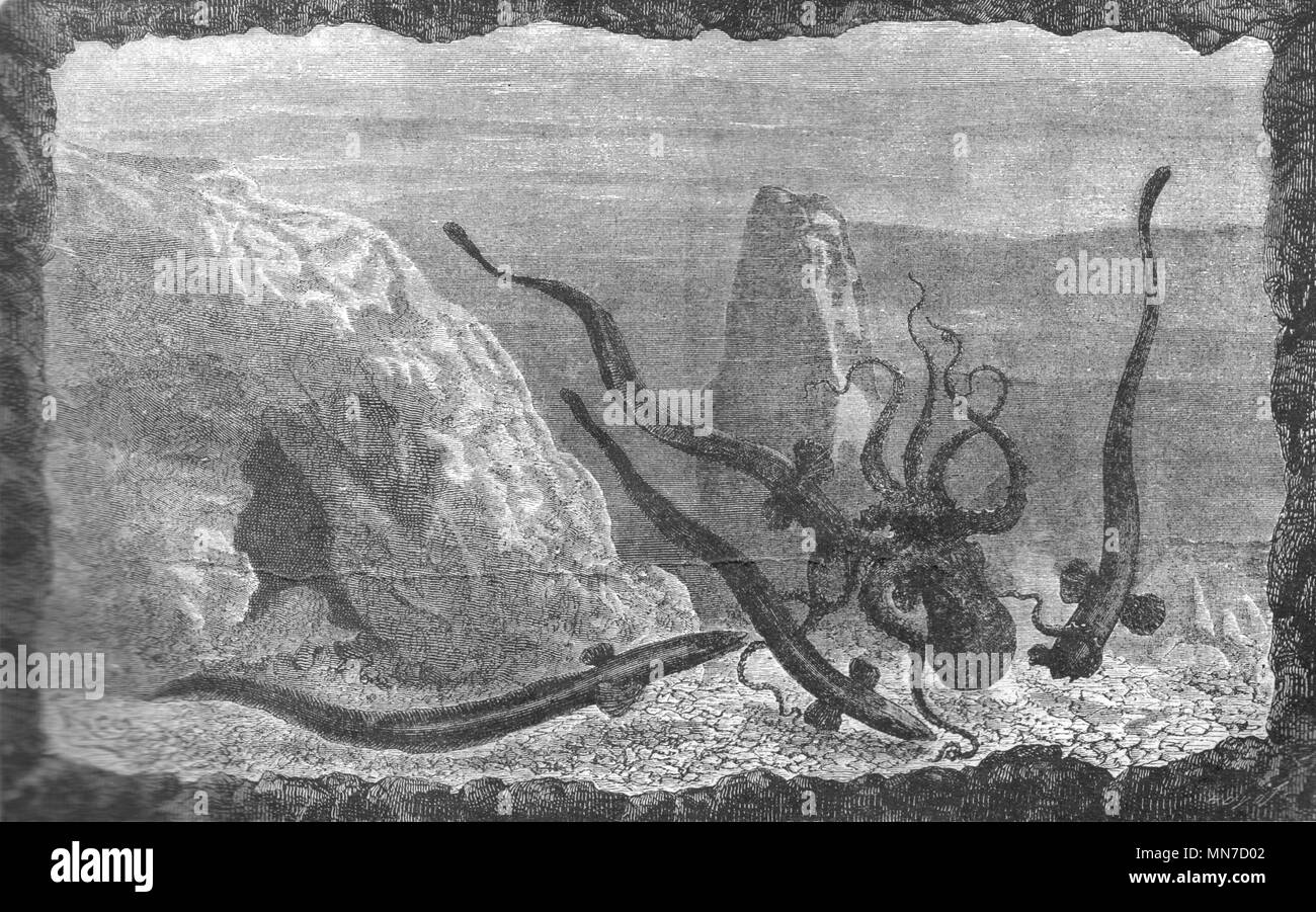Octopus and sea eels. Vintage engraved illustration. Published in ...