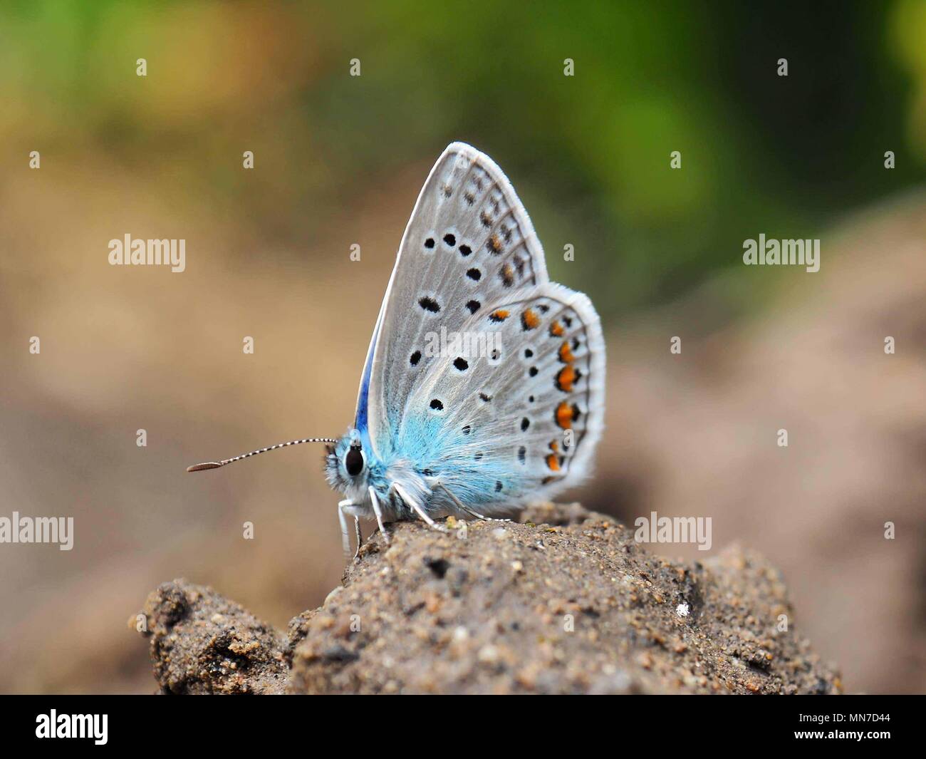 Butterfly legs close up hi-res stock photography and images - Alamy